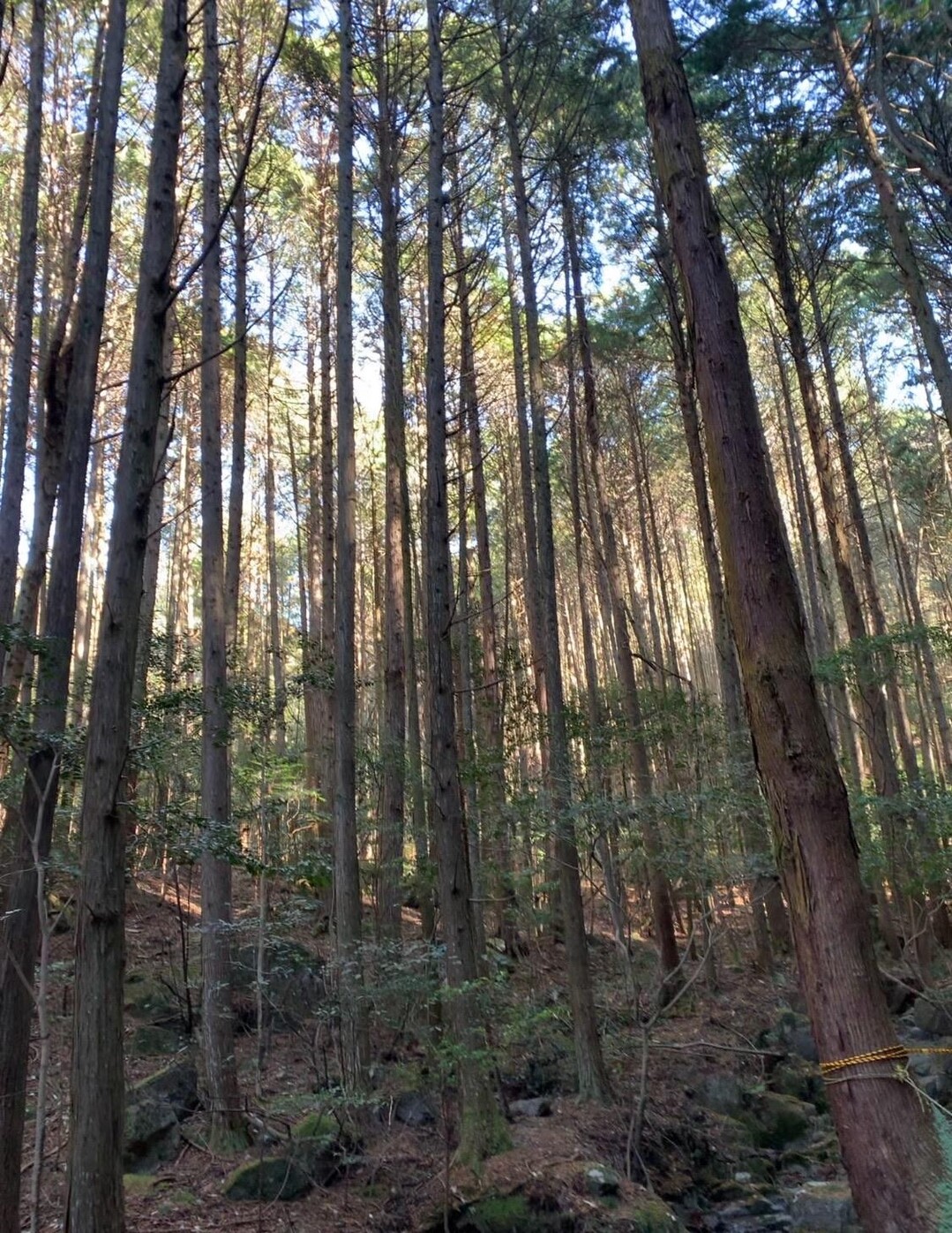 書写山 / YMO.Kさんの書写山・伊勢山・とんがり山の活動データ | YAMAP / ヤマップ