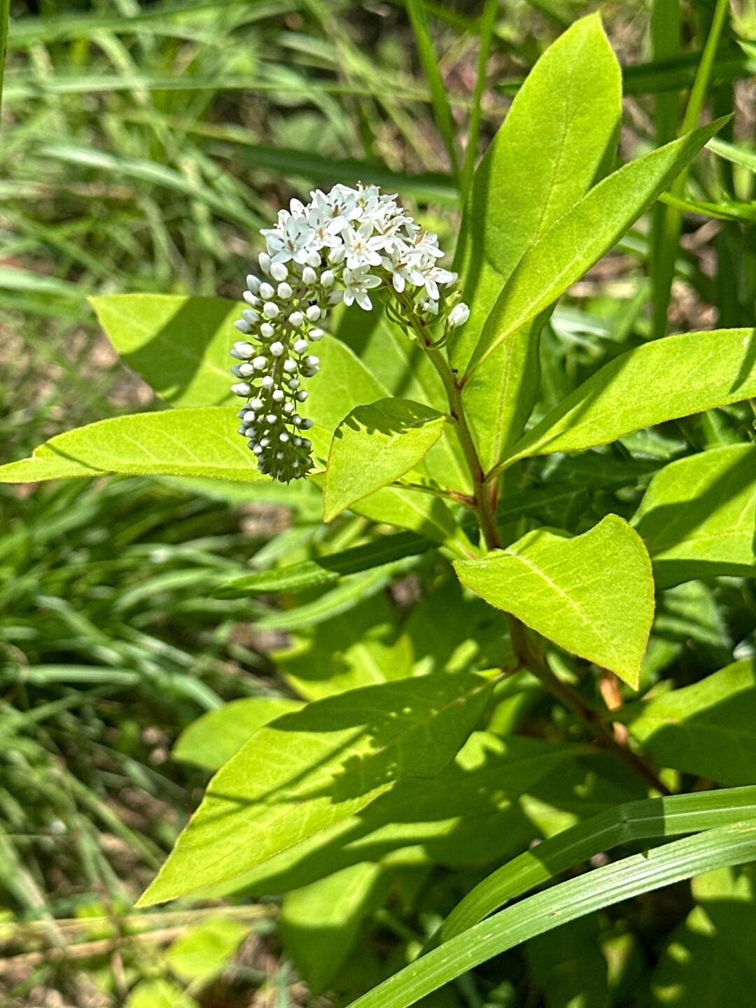 岩湧山 / zakiさんの岩湧山・一徳防山・三石山の活動データ | YAMAP / ヤマップ