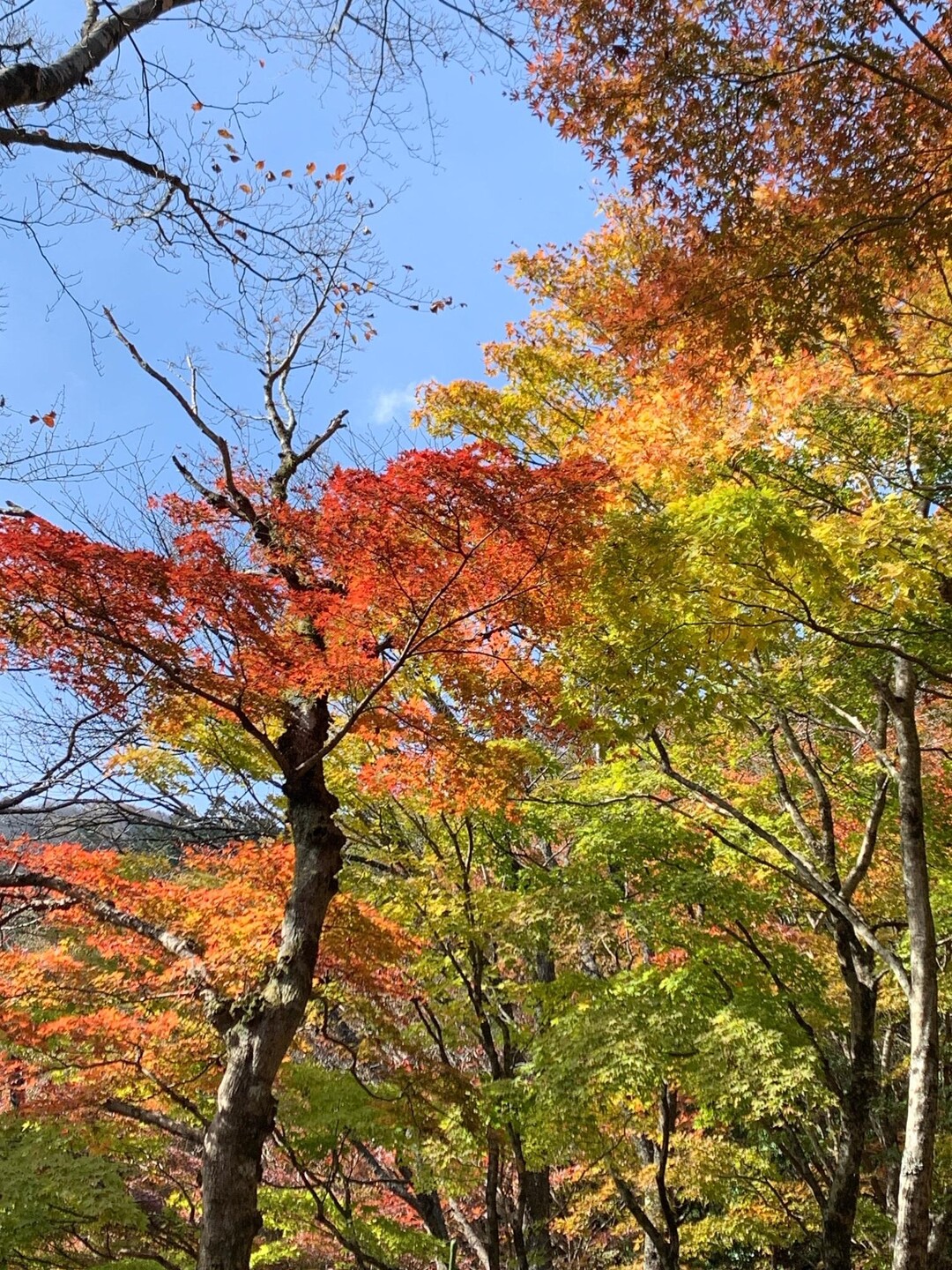丹沢大山 🍁にはちと早かった / nonnonさんの大山の活動データ | YAMAP / ヤマップ