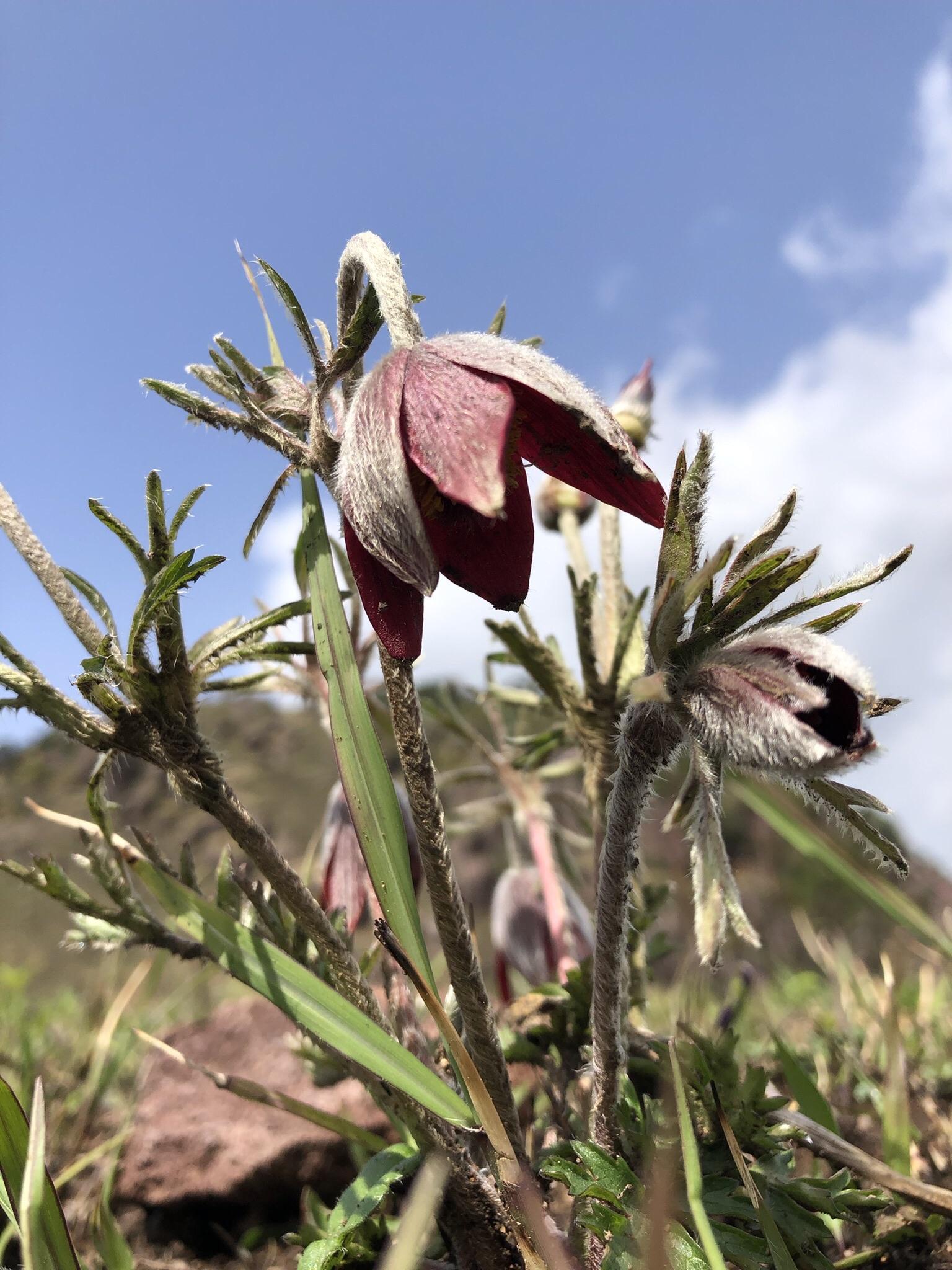 オキナグサに会いにꕤ︎︎阿蘇一ノ峯・二ノ峯 / mckeeさんの俵山・冠ヶ岳・清栄山の活動データ | YAMAP / ヤマップ