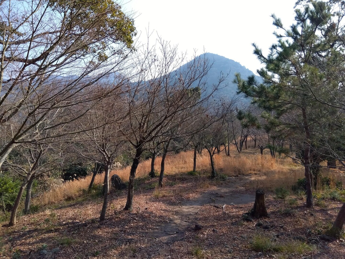 栗山 (宇佐百山) / senbu2(センブツ)さんの御許山・雲ヶ岳・米神山の活動データ | YAMAP / ヤマップ