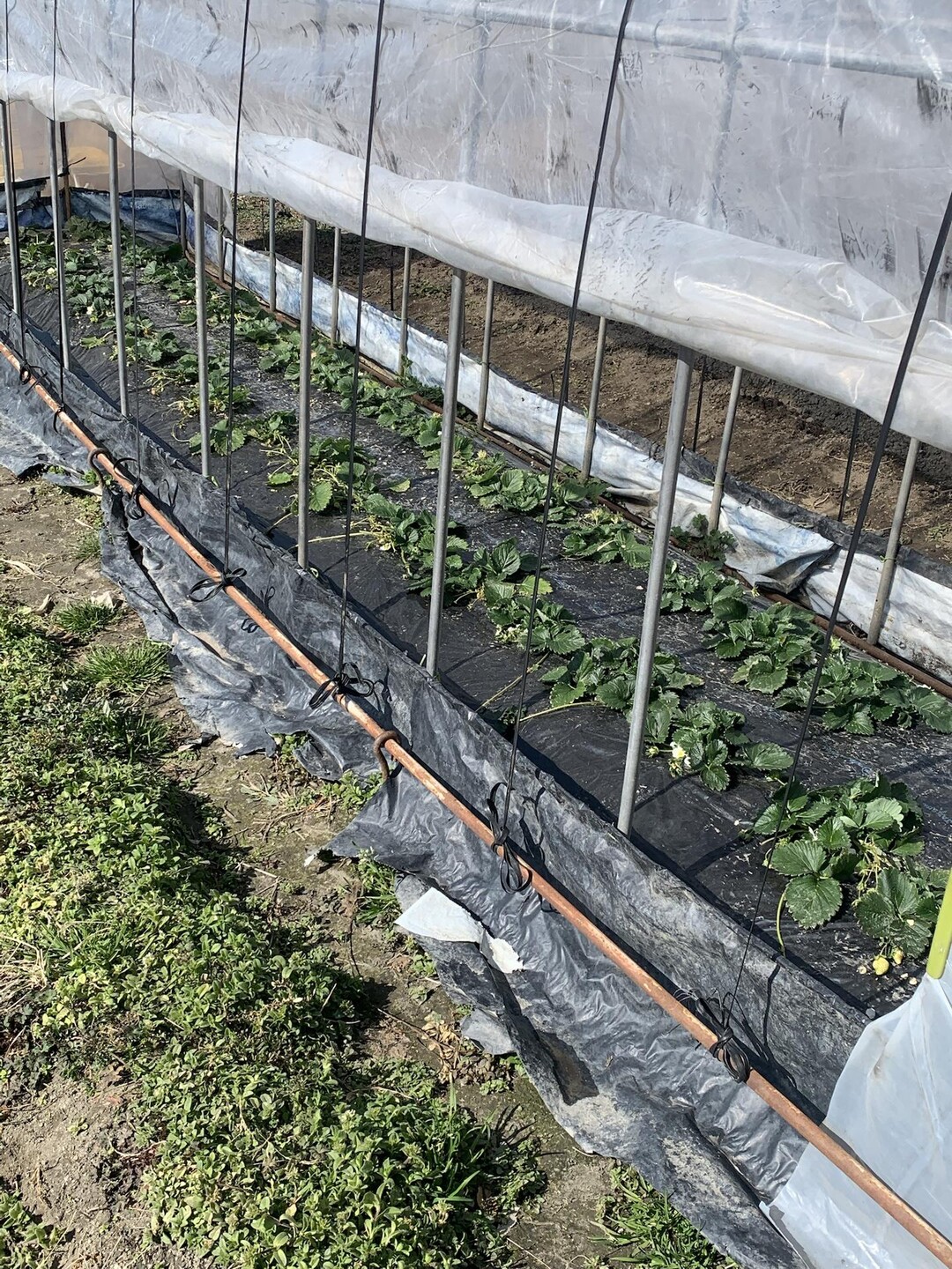 鳥🐦‍⬛さん、そこまでしなくても💦 ... / ハム壱さんのモーメント | YAMAP / ヤマップ