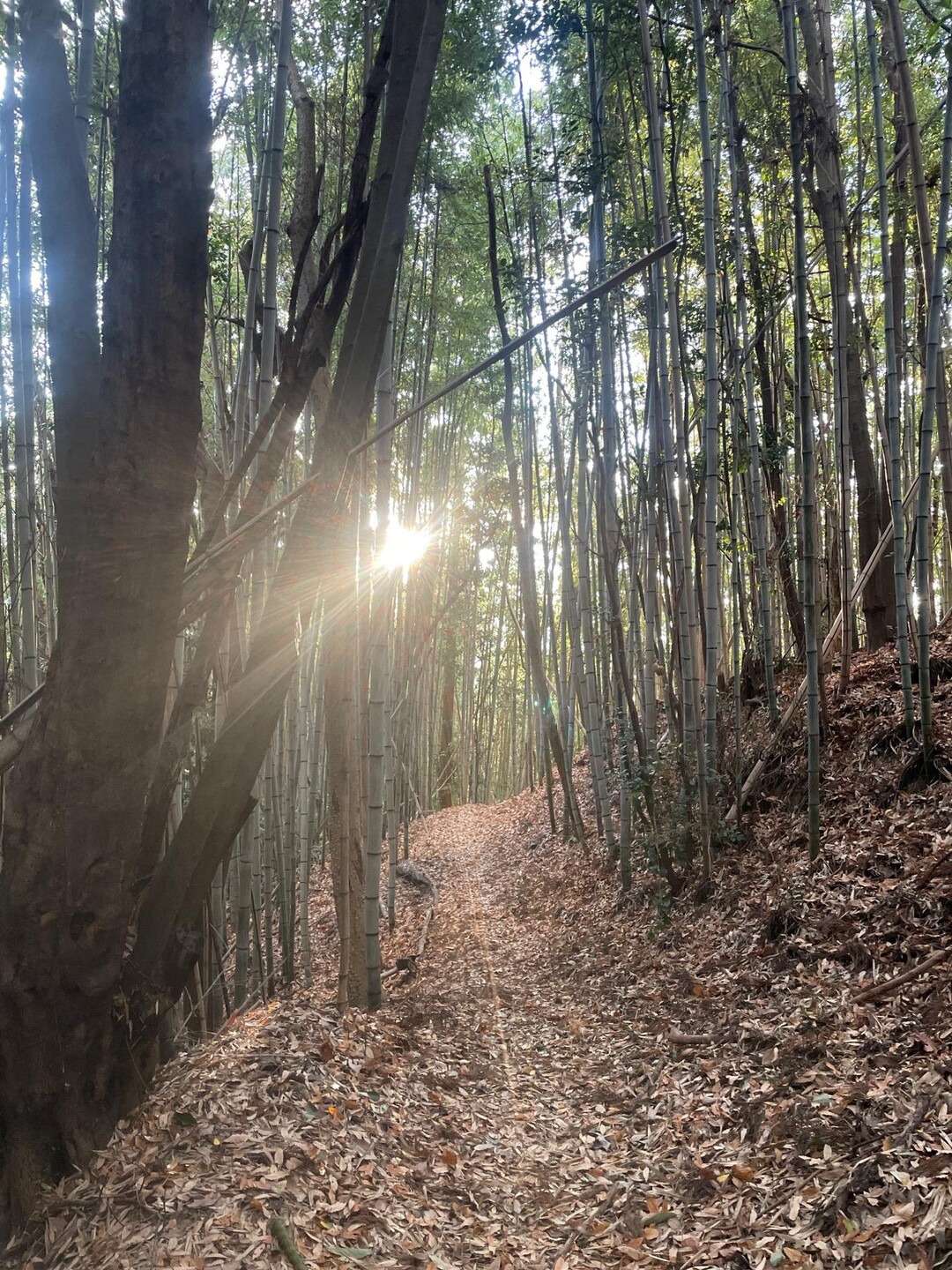 松子山 / Yamashiさんの白鳥山・馬ヶ背・畠山の活動データ | YAMAP / ヤマップ