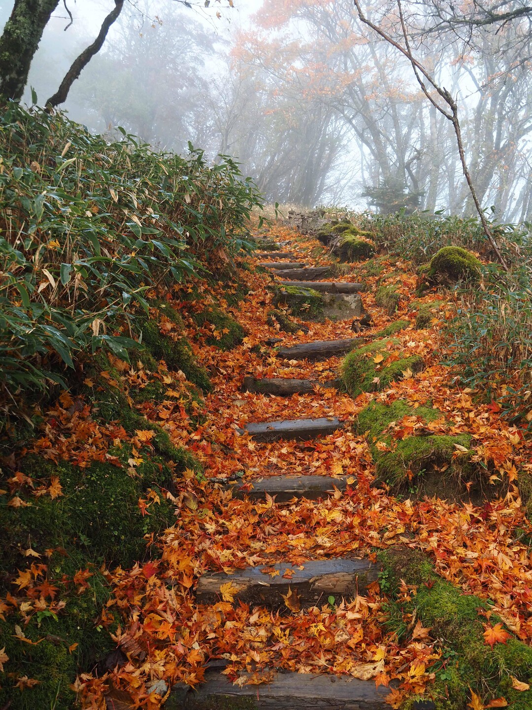 一ノ森・二ノ森・三度目の剣山 / rikiさんの剣山の活動データ | YAMAP / ヤマップ
