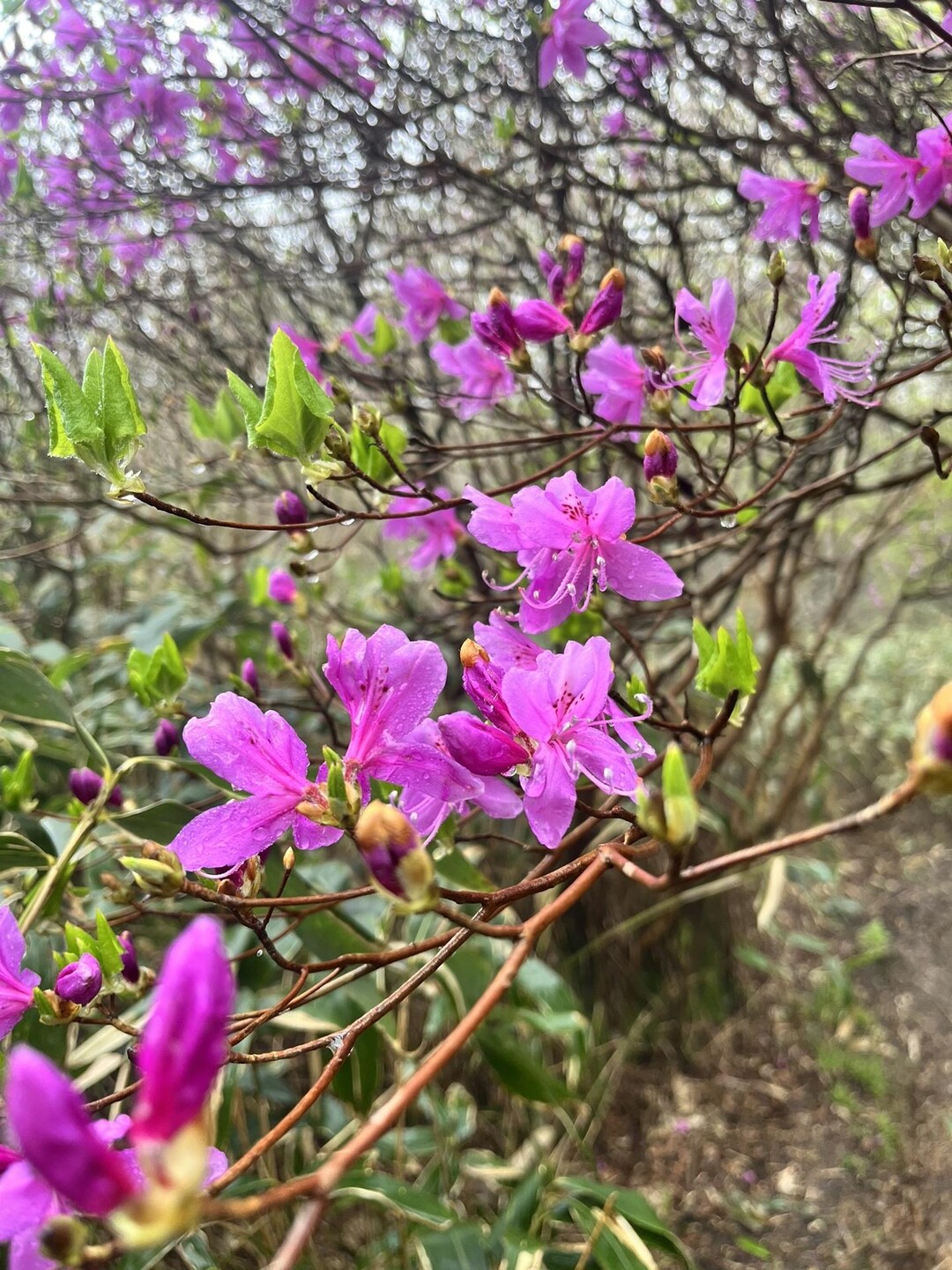 井原山 / h88☺︎さんの雷山・井原山の活動データ | YAMAP / ヤマップ