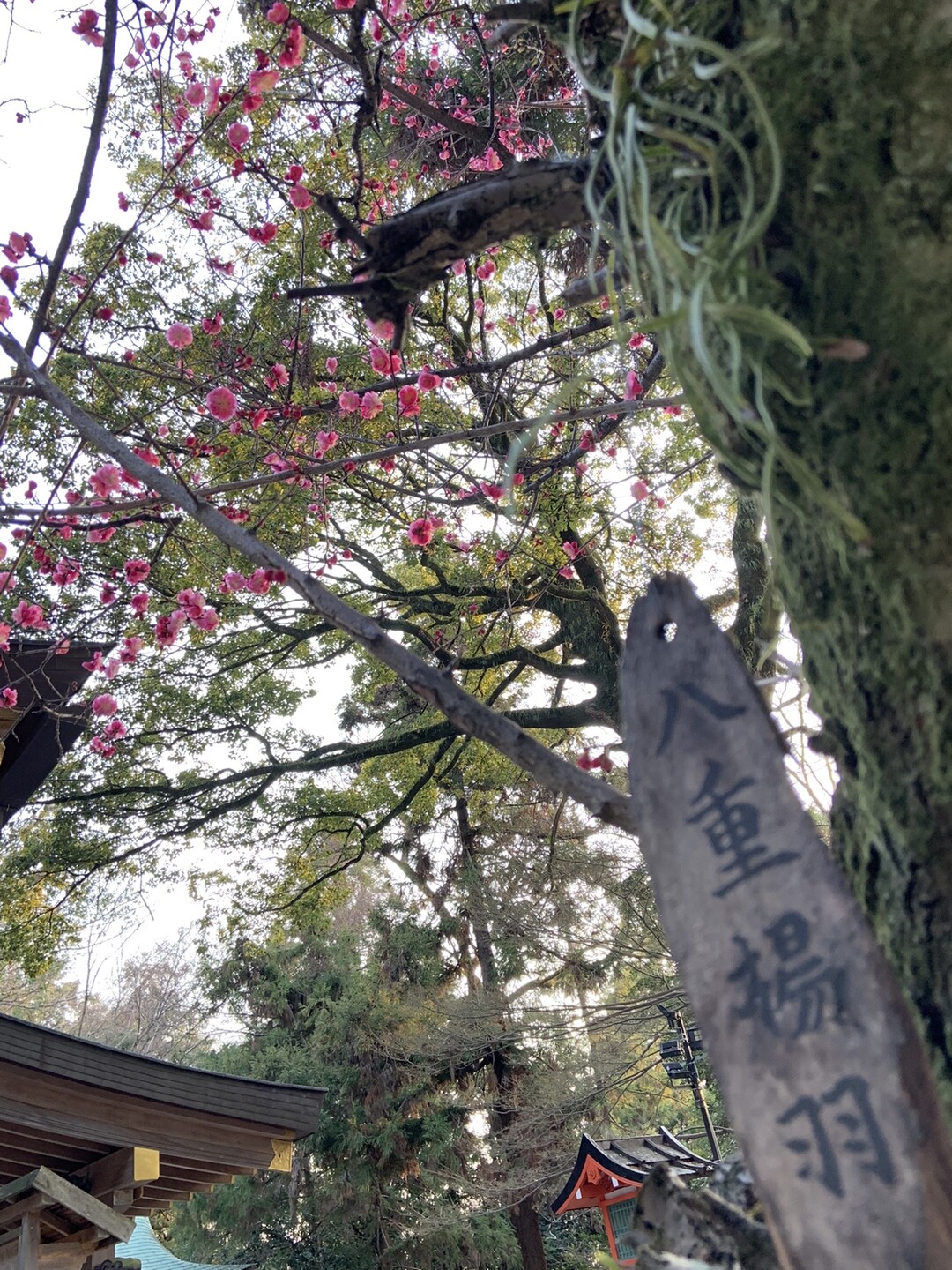 古傷早く治ってくれ！ / Live simply .... Ӟ hajimeさんの生駒山・神津嶽・大原山の活動データ | YAMAP / ヤマップ