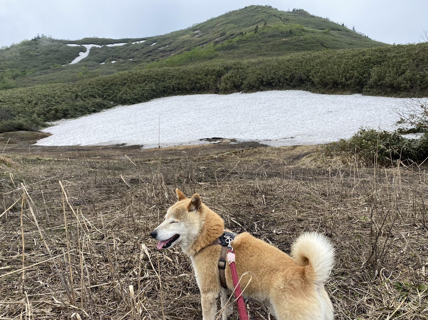 南八甲田（赤倉岳・乗鞍岳） / t-timeさんの櫛ヶ峯（上岳）・駒ヶ峯・乗鞍岳の活動データ | YAMAP / ヤマップ