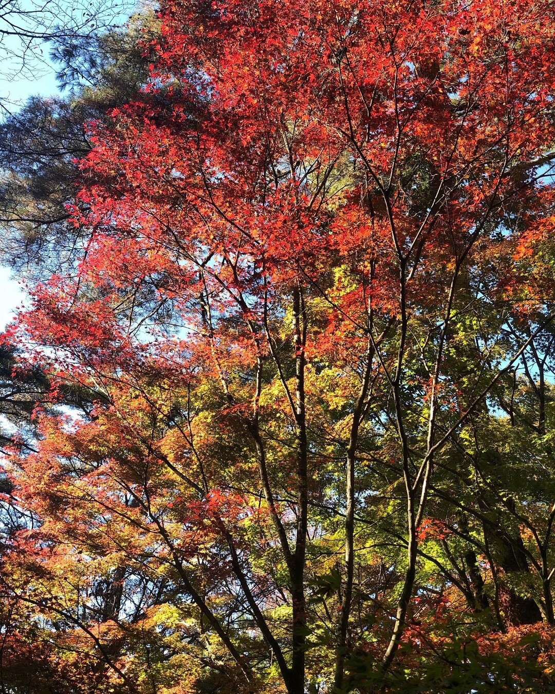 ビギナーは肉眼で観えても 双眼鏡でなかな... / mocchiさんのモーメント | YAMAP / ヤマップ