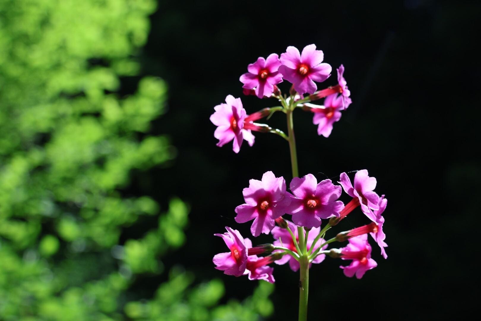クリンソウと200座記念🍎 / なっちゃん🍎さんの霊山・西教山の活動データ | YAMAP / ヤマップ