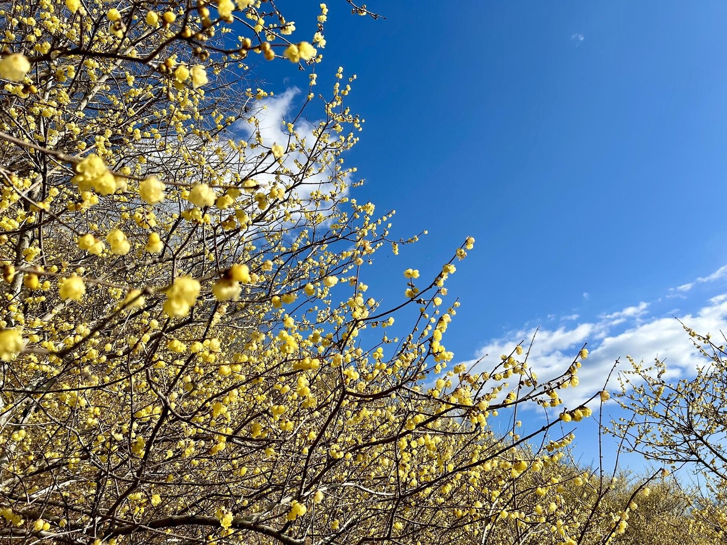 宮地山・タコチバ山・ダルマ沢ノ頭・シダンゴ山 / Pelliotさんの高松山・大野山の活動データ | YAMAP / ヤマップ