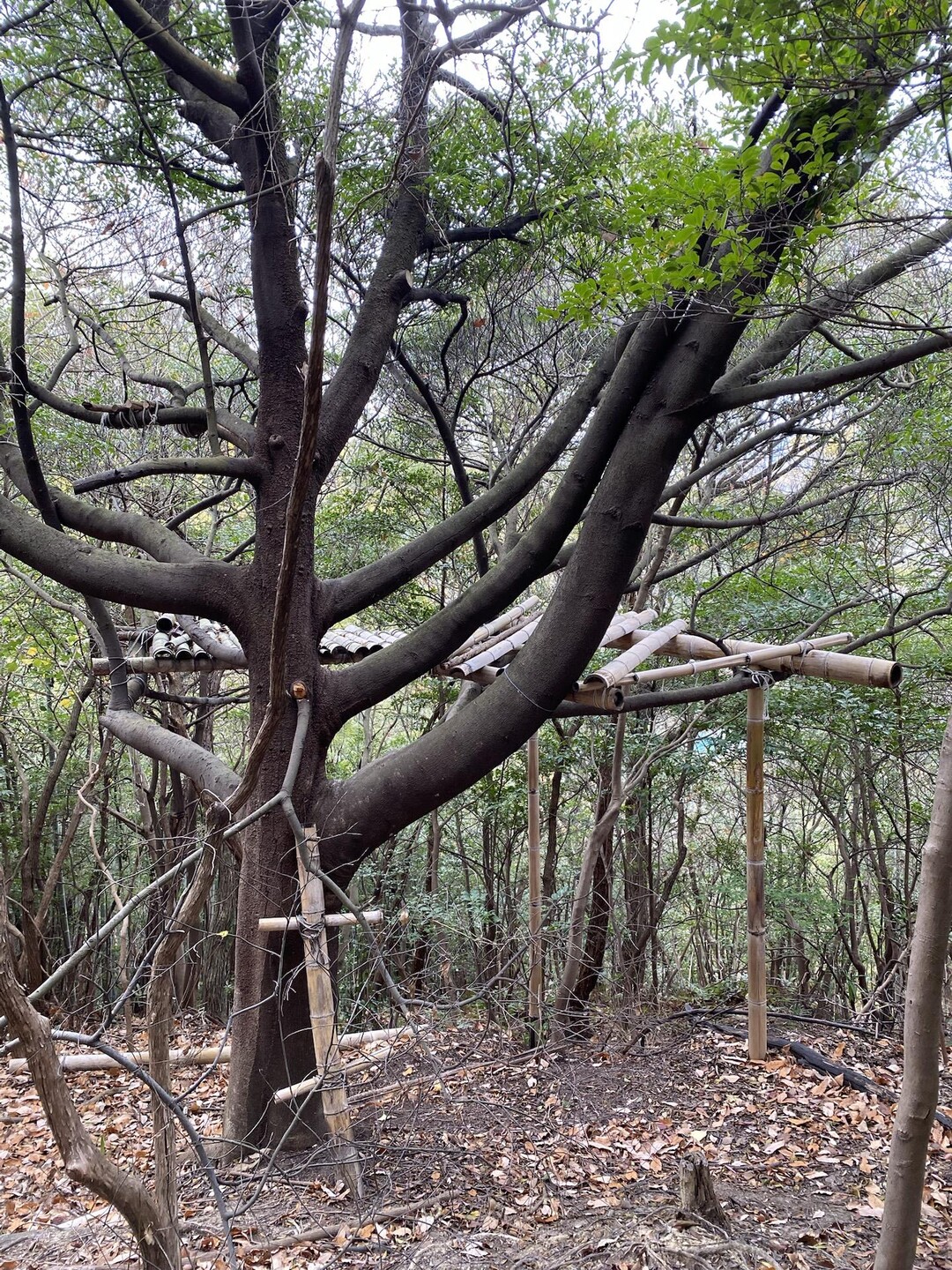 いつも通ってたのに…全く気づかなかった ... / よーいちさんのモーメント | YAMAP / ヤマップ
