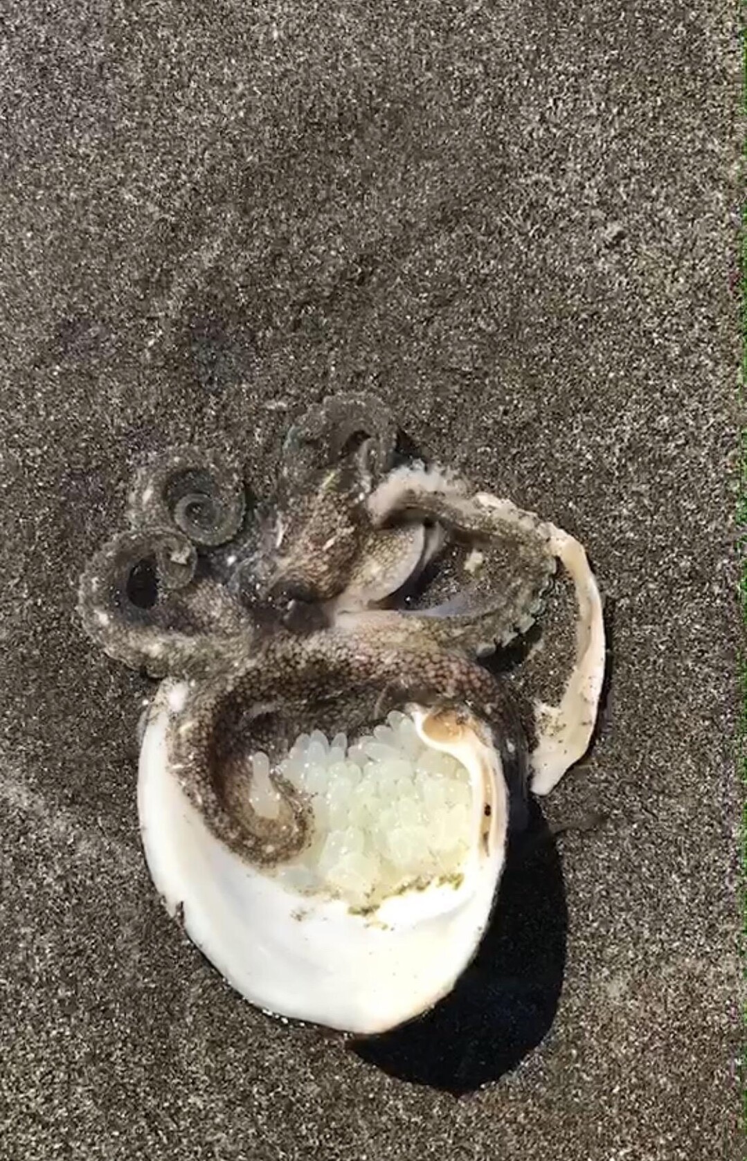 大洗ノルディックウオーキングですが発見 ... / Bull&Umiさんのモーメント | YAMAP / ヤマップ