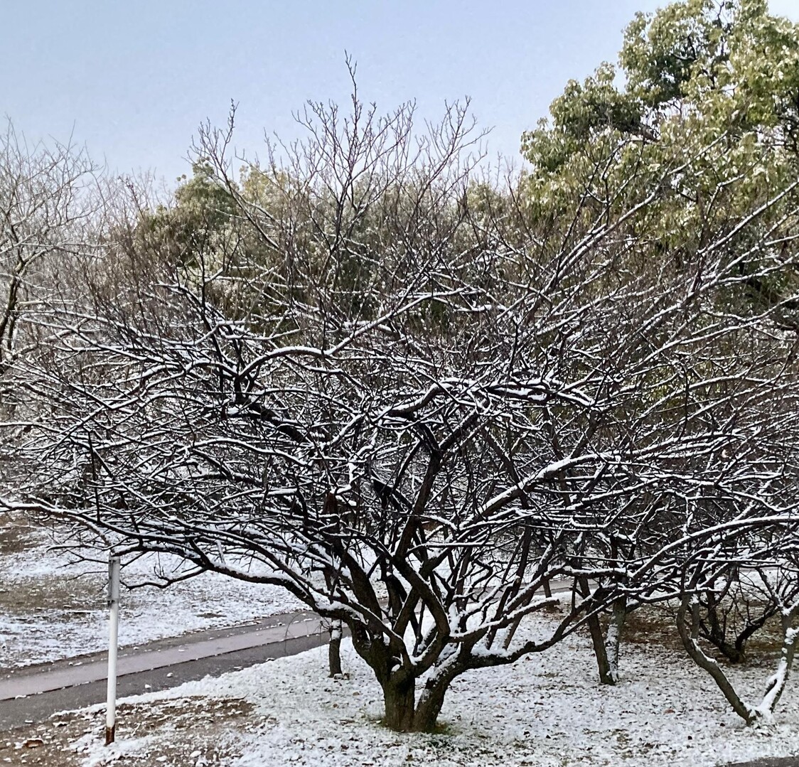 通勤途中の公園です。思ったほどは積もりま... / Oh‼️ウッチーさんのモーメント | YAMAP / ヤマップ
