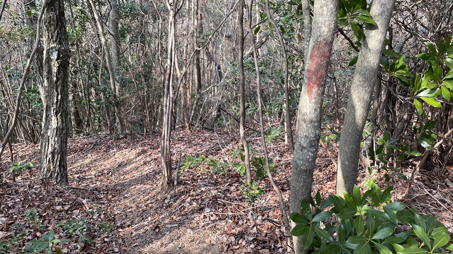 Tetsuさんの投稿したフィールドメモ | YAMAP / ヤマップ