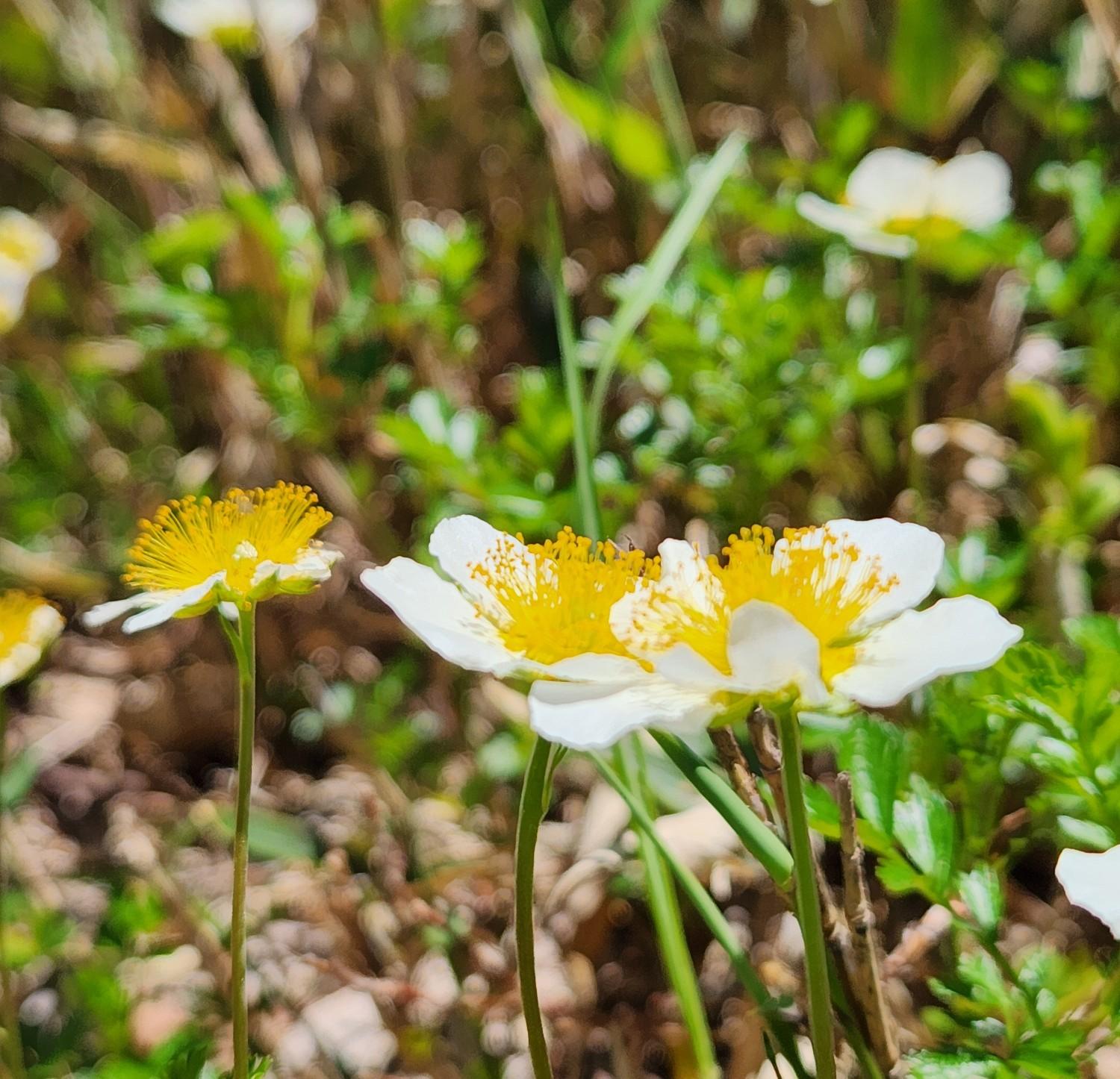 大日平でだらだら𑁍🤭𑁍🤭 / chieさんの立山・雄山・浄土山の活動データ | YAMAP / ヤマップ