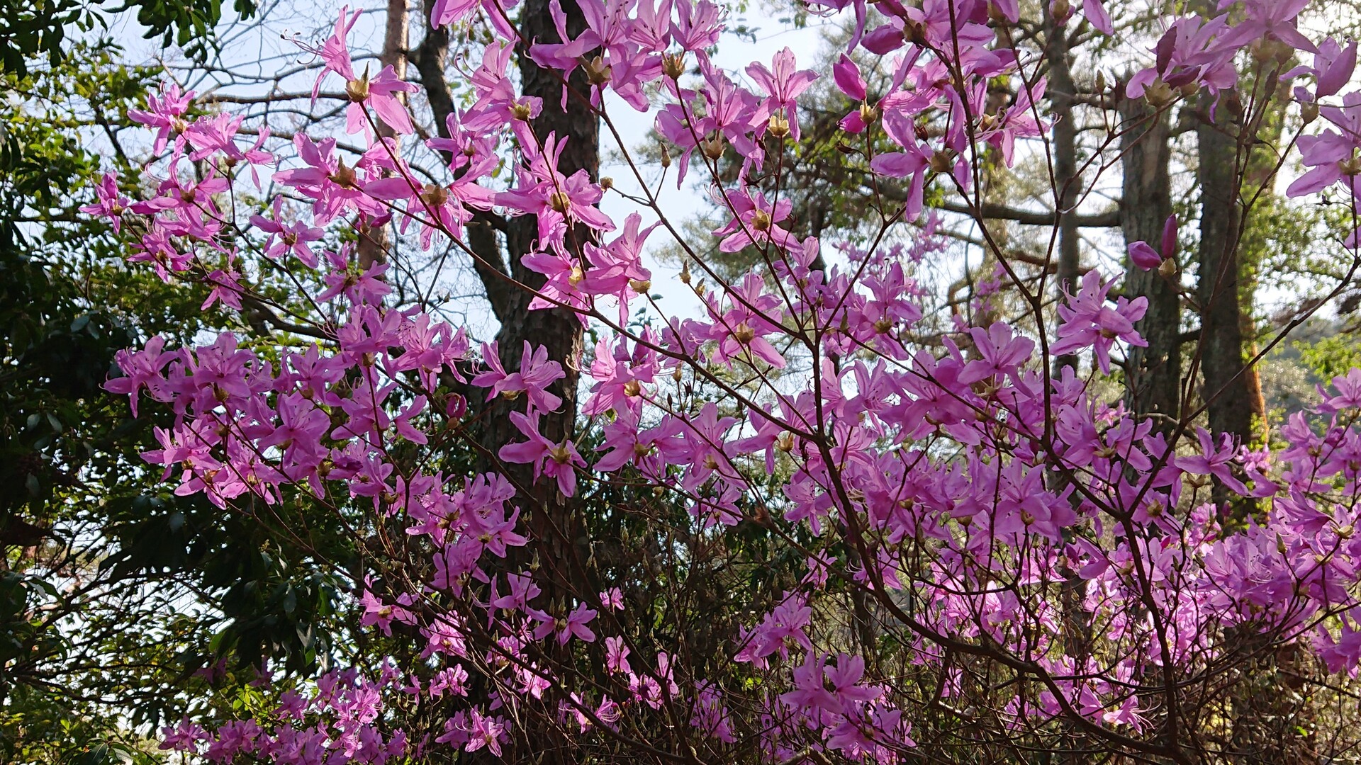 納古山さんぽ🌞花綺麗 / hiyoko🐥さんの納古山の活動データ | YAMAP / ヤマップ