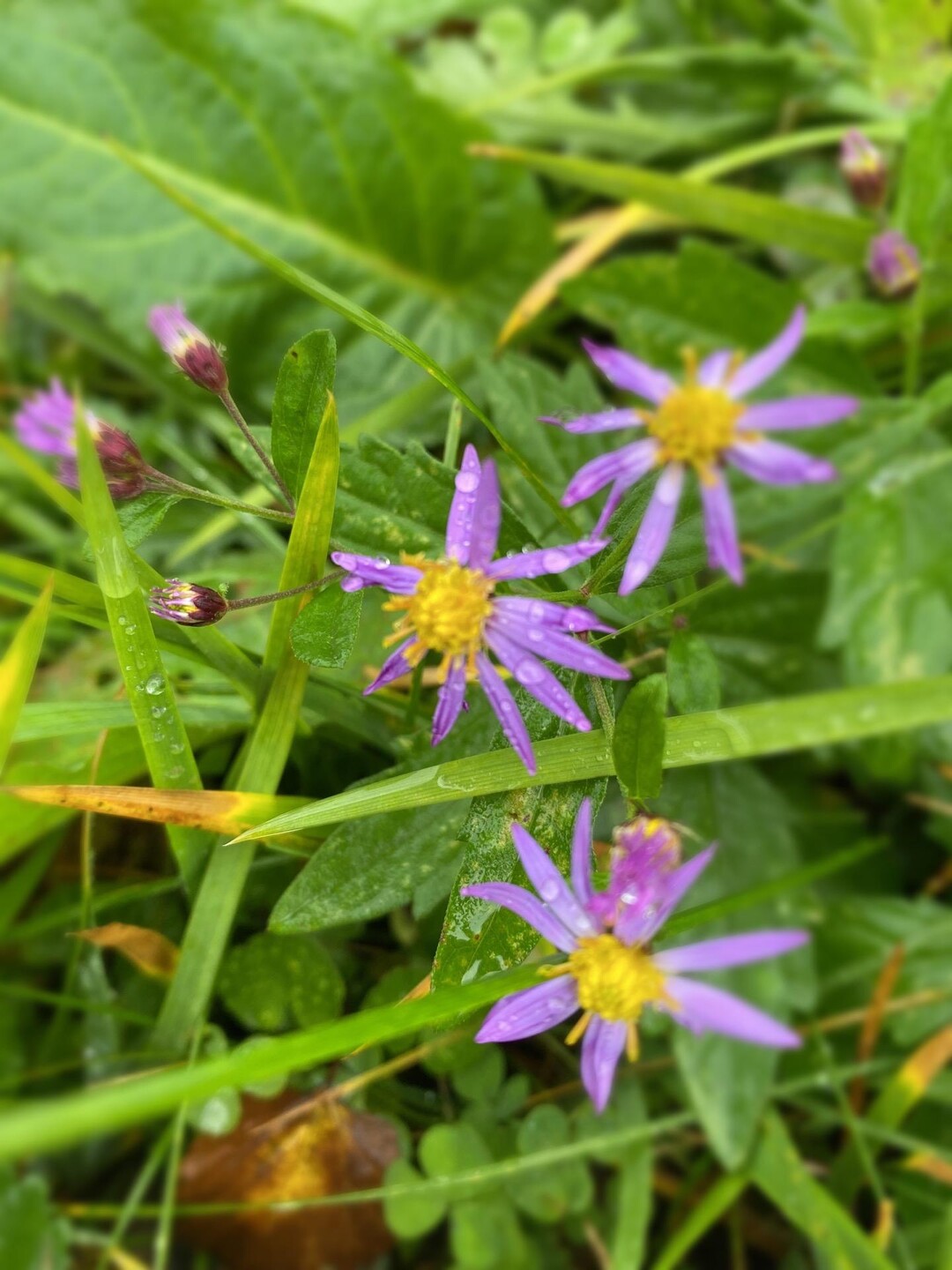 紅葉はもう少しかな🍁米山さん / ryo-yanさんの米山の活動日記 | YAMAP / ヤマップ
