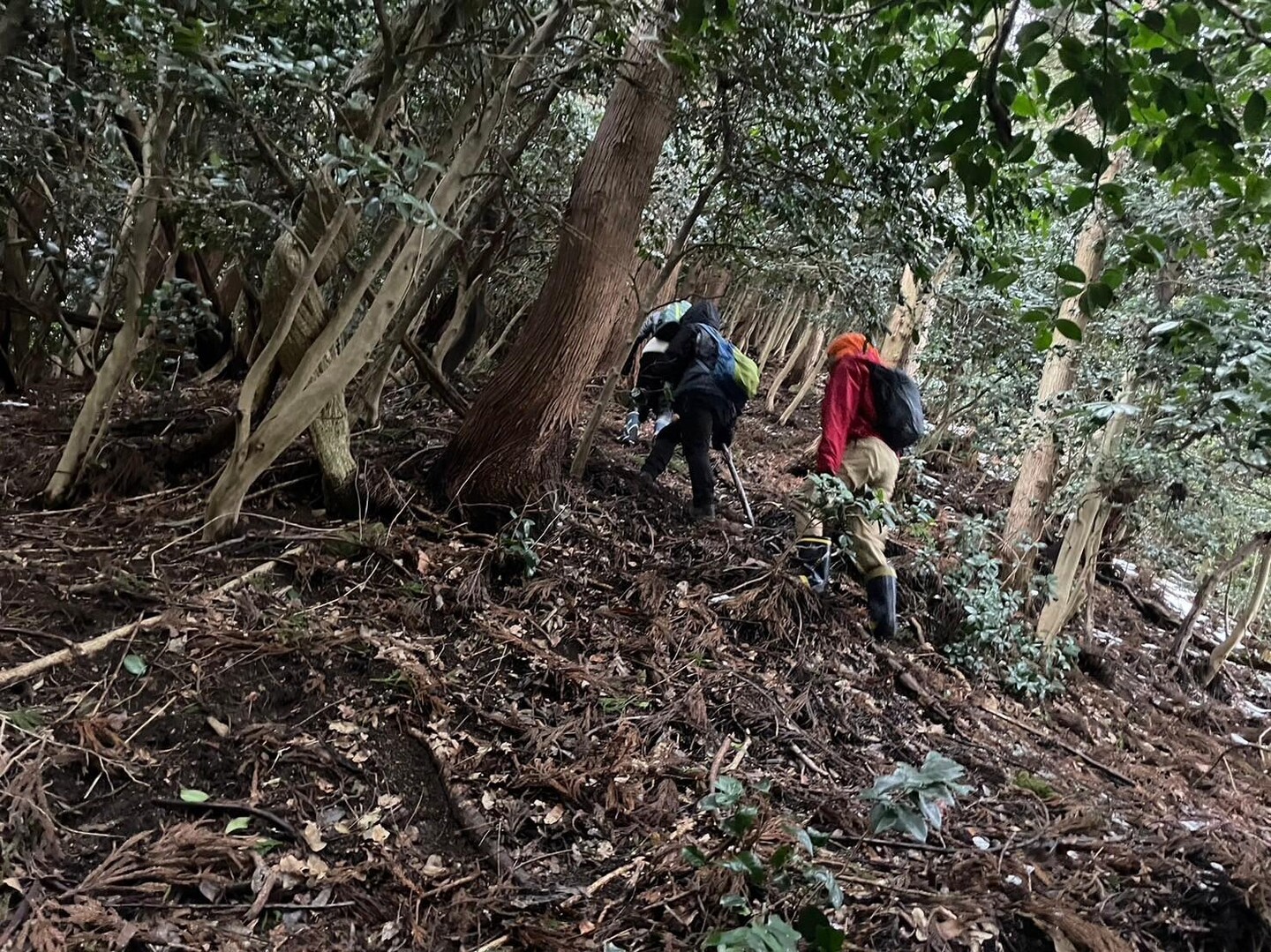 角田山 / ゆきんこさんの角田山の活動データ | YAMAP / ヤマップ