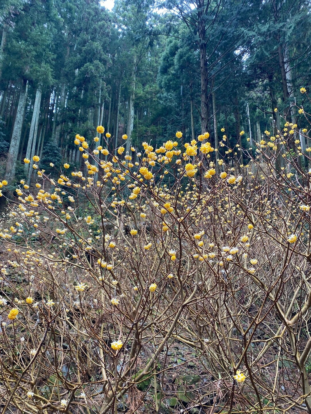 雨山山（ミツマタが見ごろ） / Chayaさんの本宮山・大日山・風頭山の活動データ | YAMAP / ヤマップ