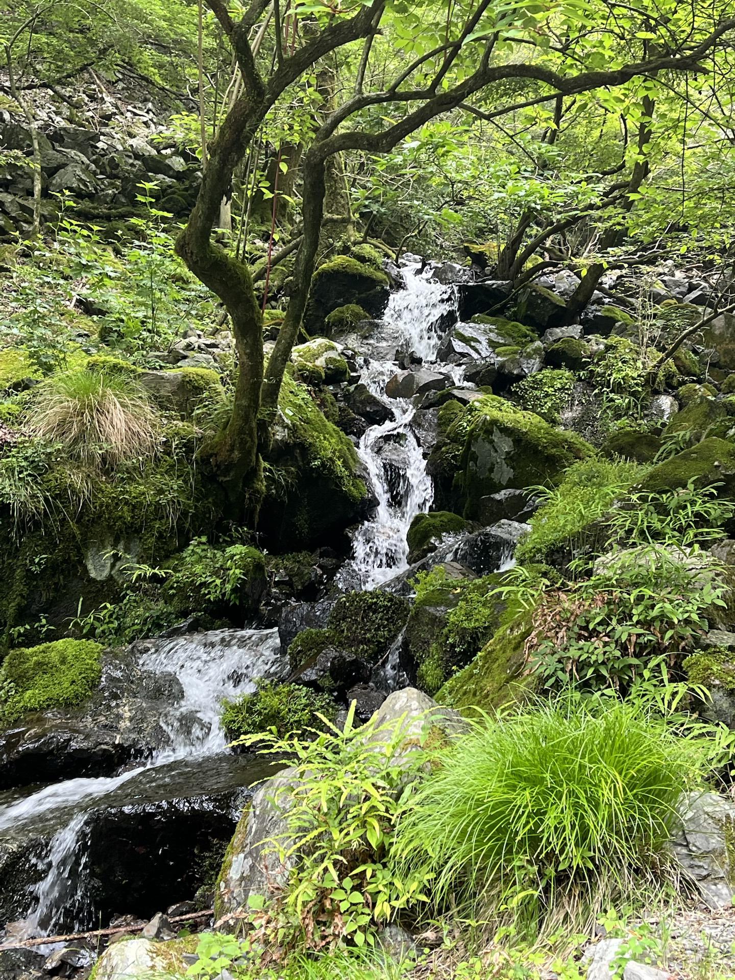 北の頭・入道ヶ岳 / nekoちゃんさんの入道ヶ岳・鎌ヶ岳・仙ヶ岳の活動データ | YAMAP / ヤマップ