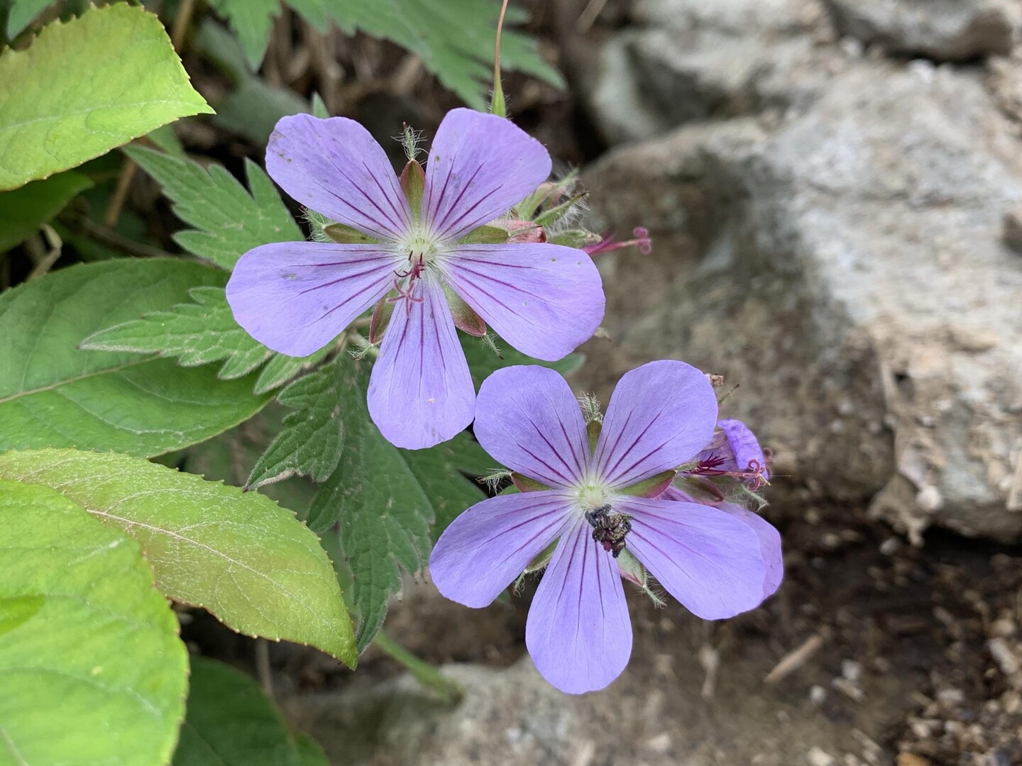 オロフレ山 お手軽なのにアルペン気分&お花もたくさん / nonpui(ノンプイ)さんのオロフレ山・来馬岳の活動データ | YAMAP / ヤマップ
