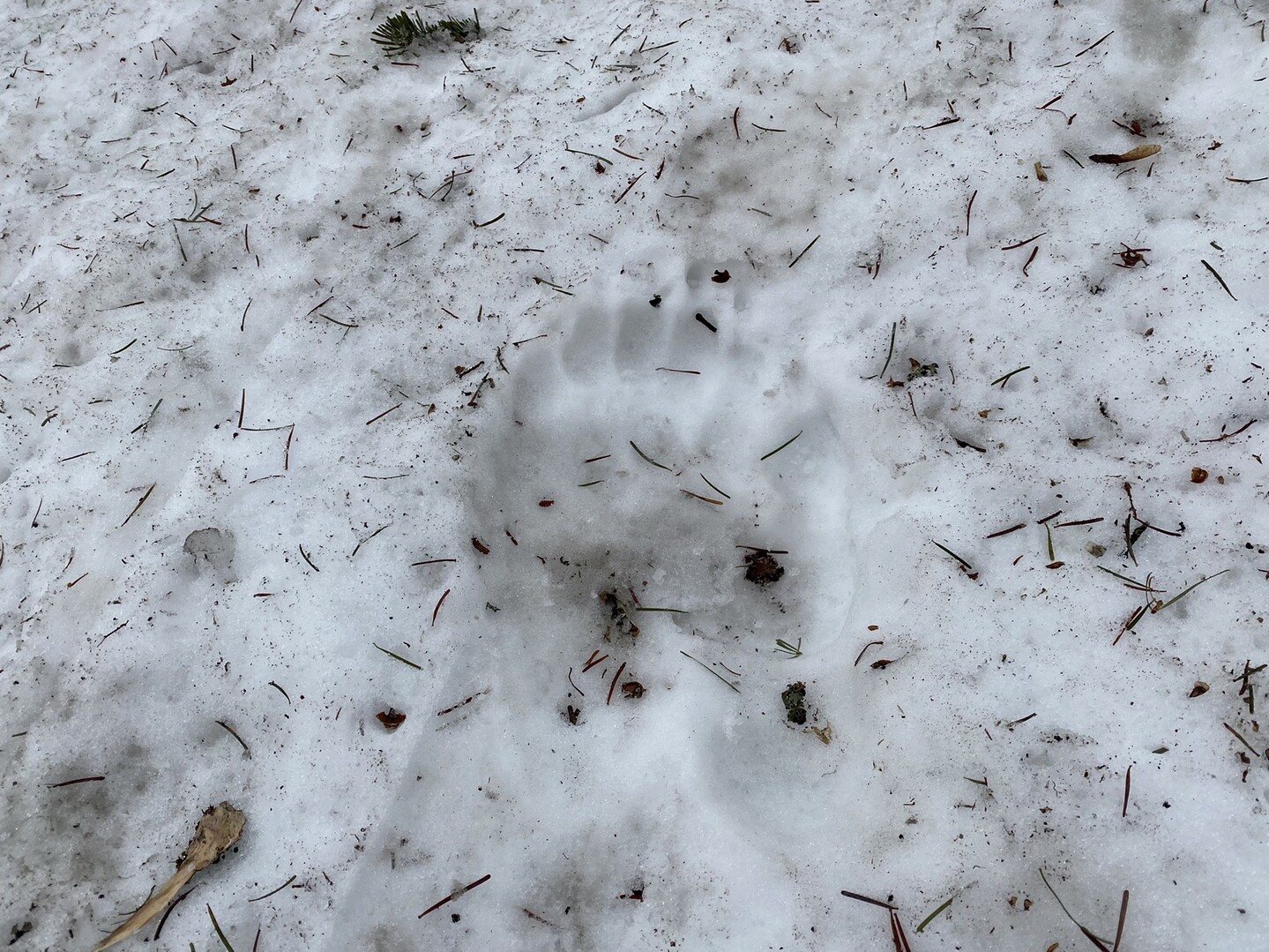 下山中🐻の🐾があると教えてもらいまし... / YUKIさんのモーメント | YAMAP / ヤマップ