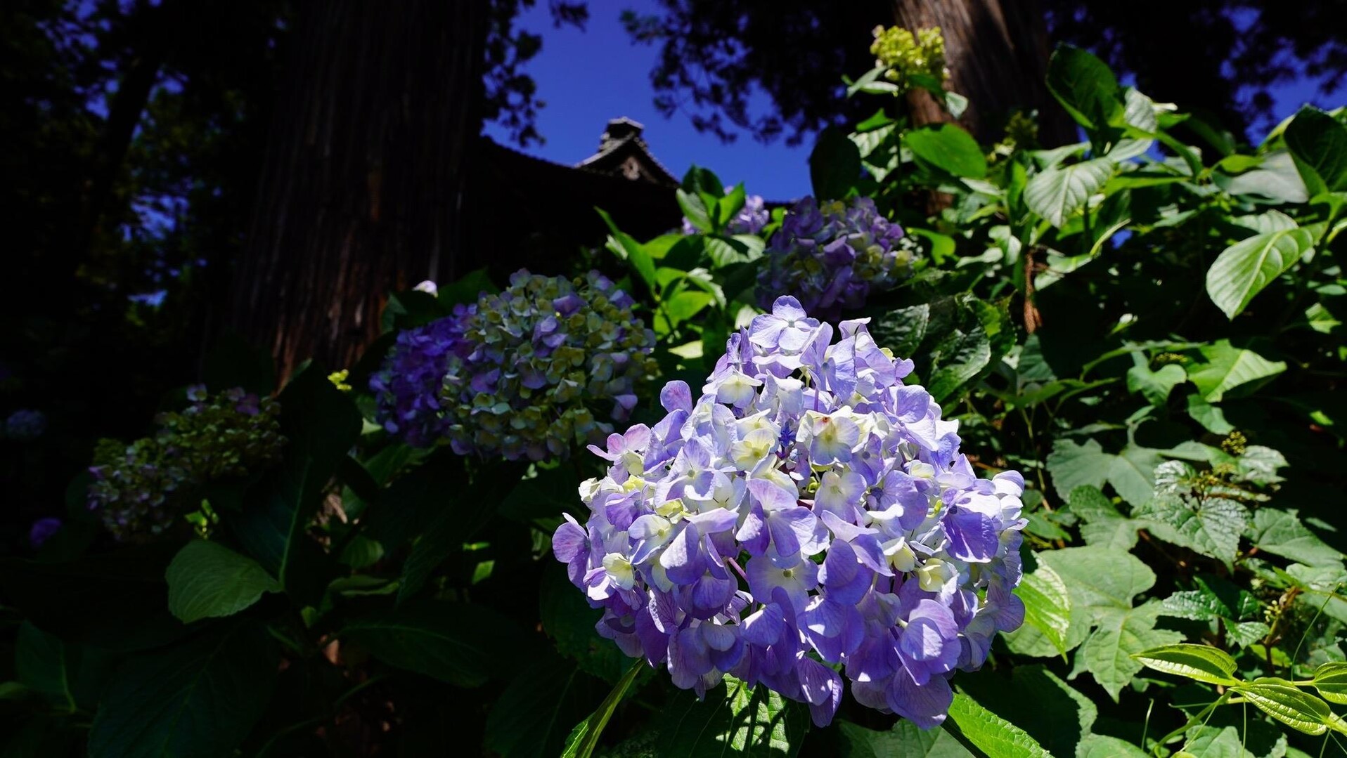 妙法寺-2023-07-02 / uchidamaさんのウォーキングの活動データ | YAMAP / ヤマップ