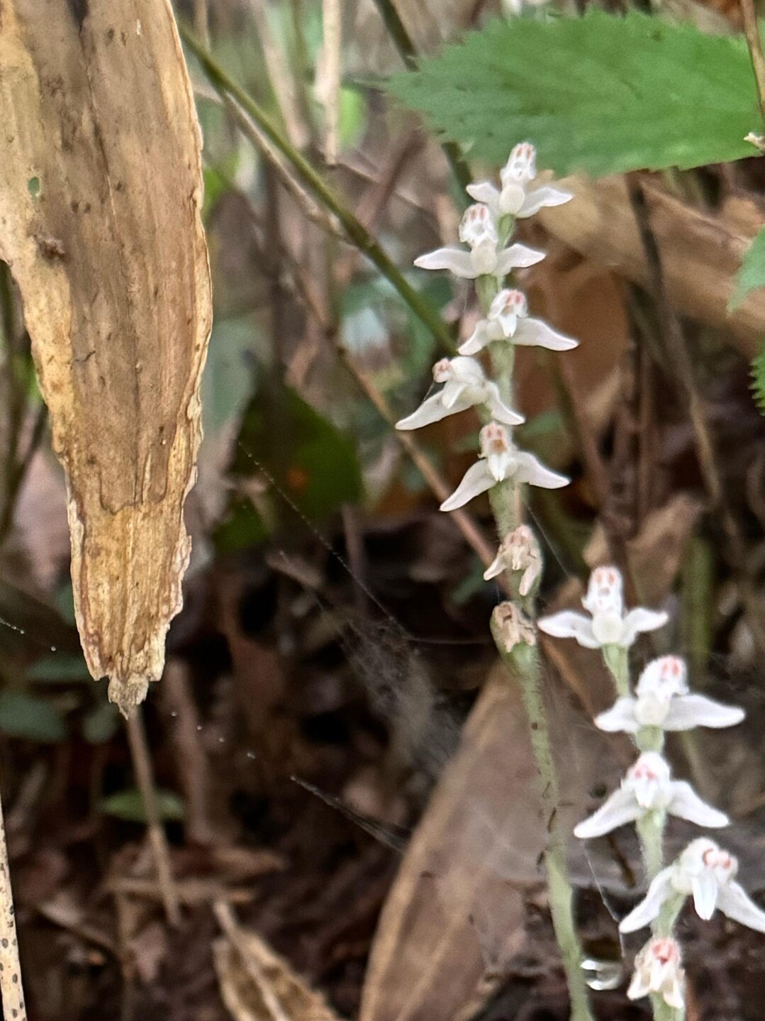 筑波山（男体山） / kumiさんの筑波山の活動データ | YAMAP / ヤマップ