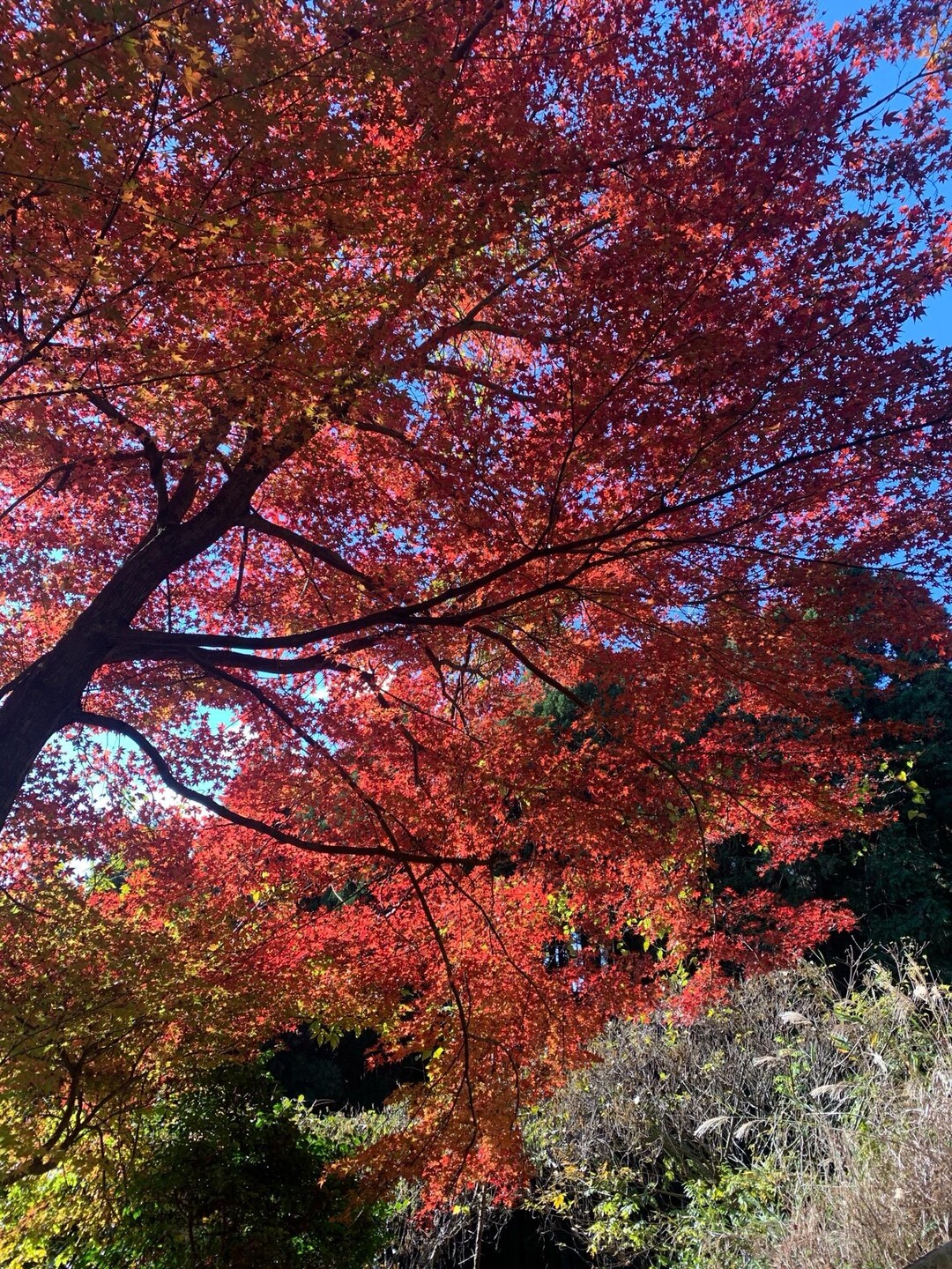 紅葉🍁を愛でに 如意ヶ岳・大文字山 / Raraさんの大文字山・如意ヶ嶽・稲荷山の活動データ | YAMAP / ヤマップ