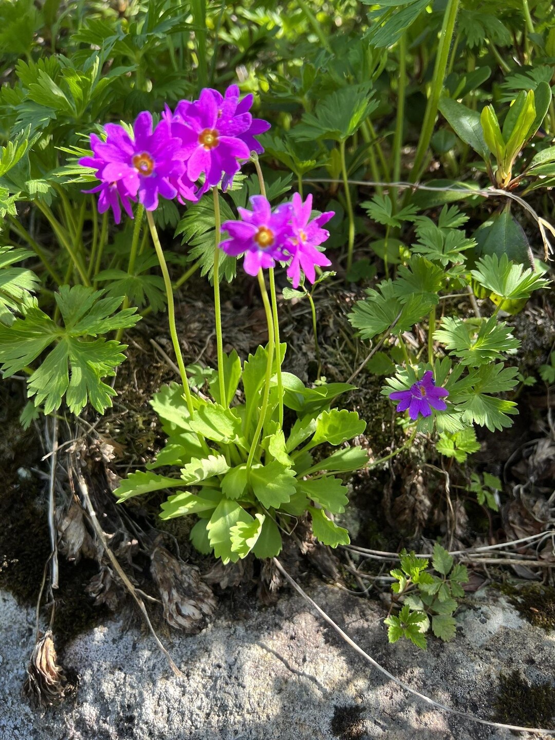 トムラウシ山 / Miyama310さんのGT3 2の活動データ | YAMAP / ヤマップ