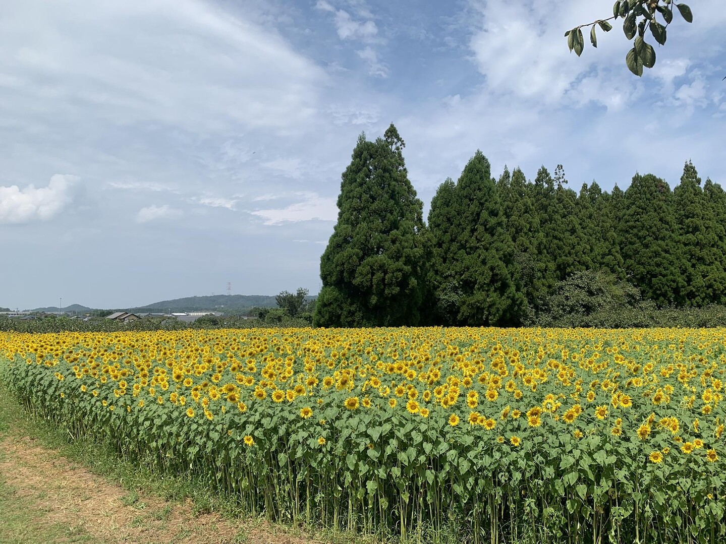ともろさんぽに連れてって🌻 / saeさんの大行寺山の活動データ | YAMAP / ヤマップ