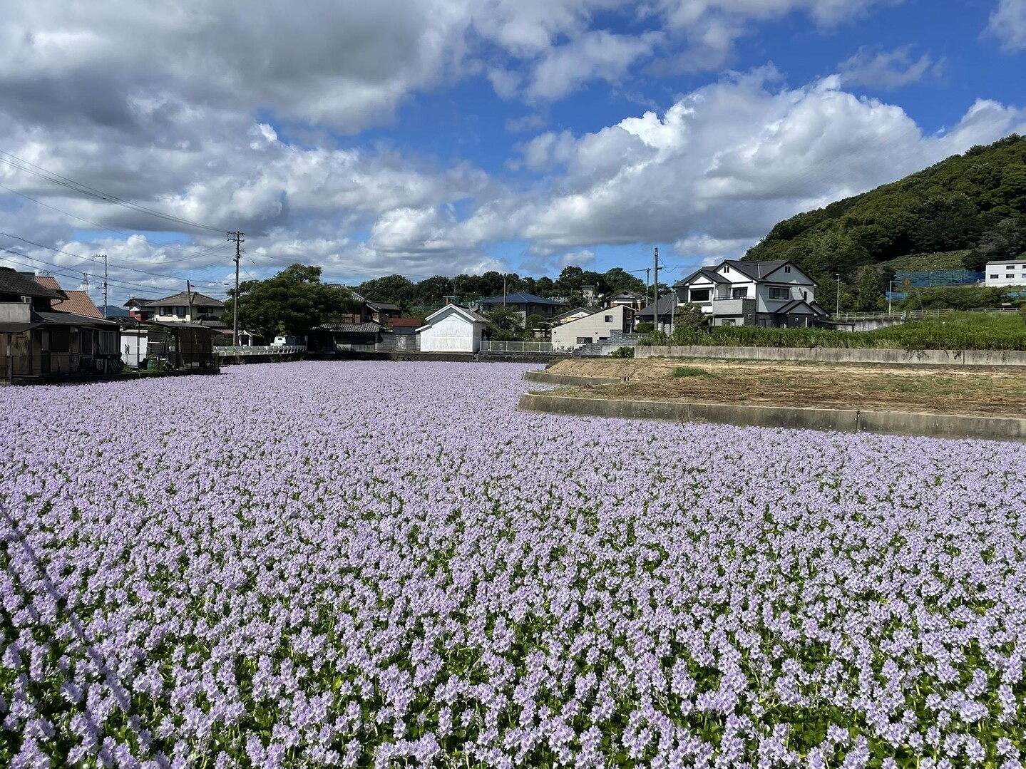 琴電岡本駅近くのため池でホテイアオイが満... / kazashiさんのモーメント | YAMAP / ヤマップ