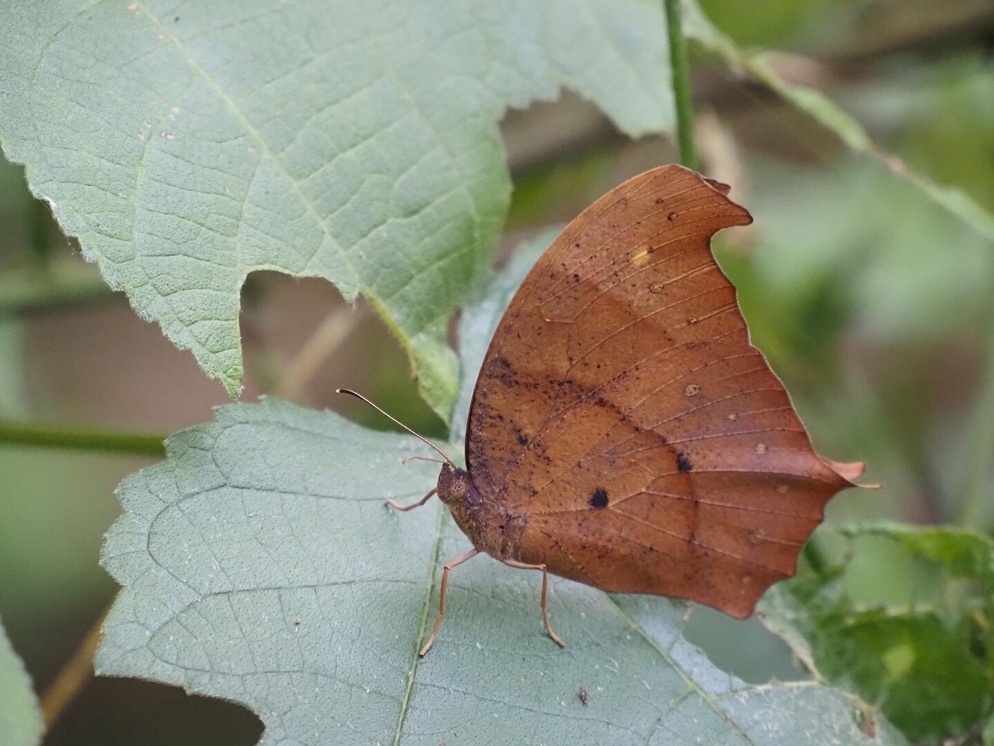 クロコノマチョウは個体変異が強くて撮って... / JICKさんのモーメント | YAMAP / ヤマップ