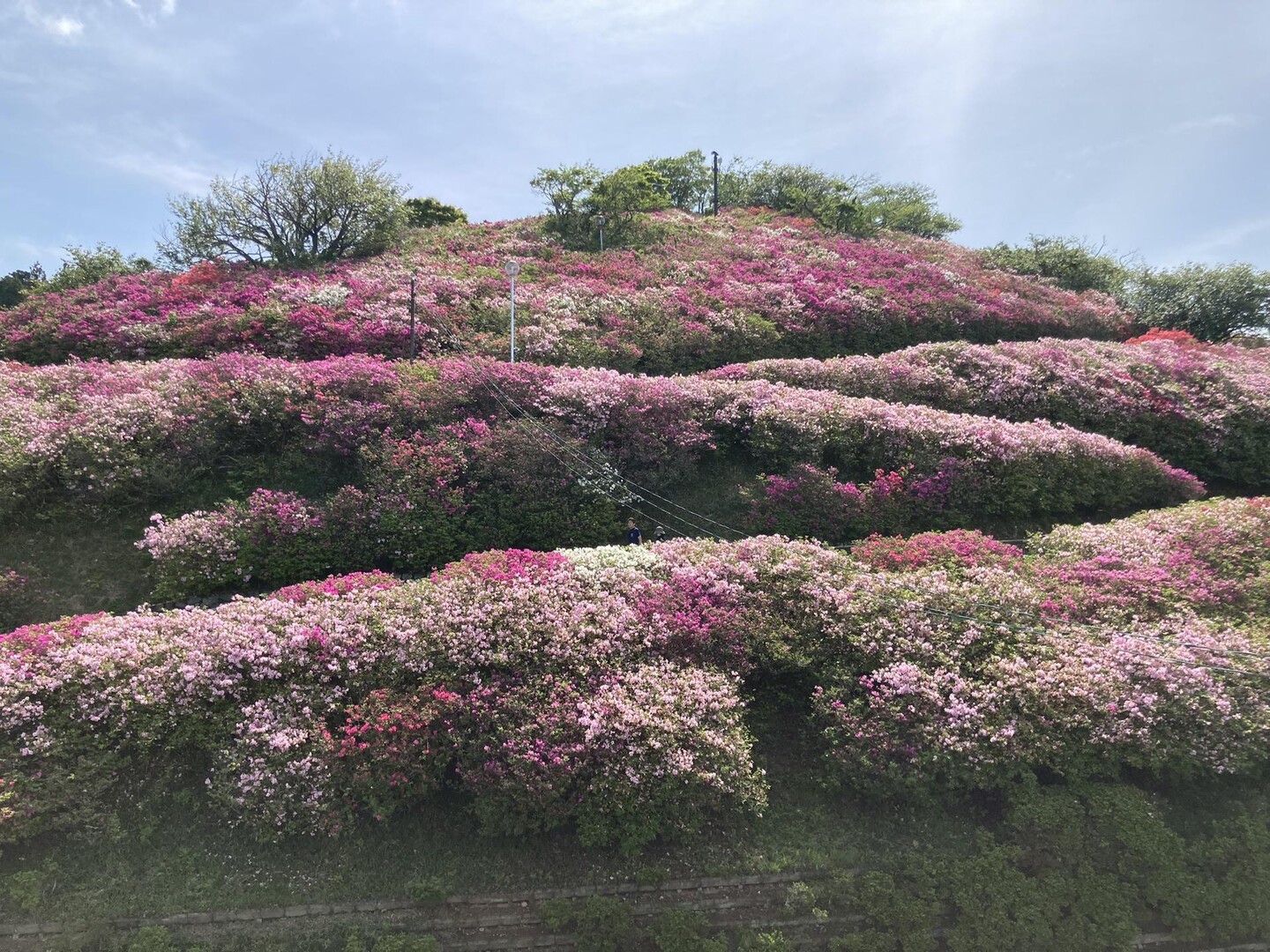 娘と躑躅と冨士山 / Ypaaさんの四国遍路その13の活動データ | YAMAP / ヤマップ