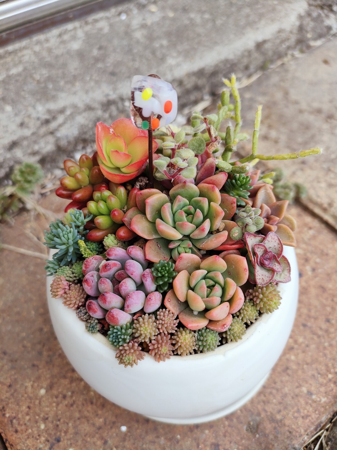 妻と近所にできた多肉植物を扱っているお店... / bowsunさんのモーメント | YAMAP / ヤマップ