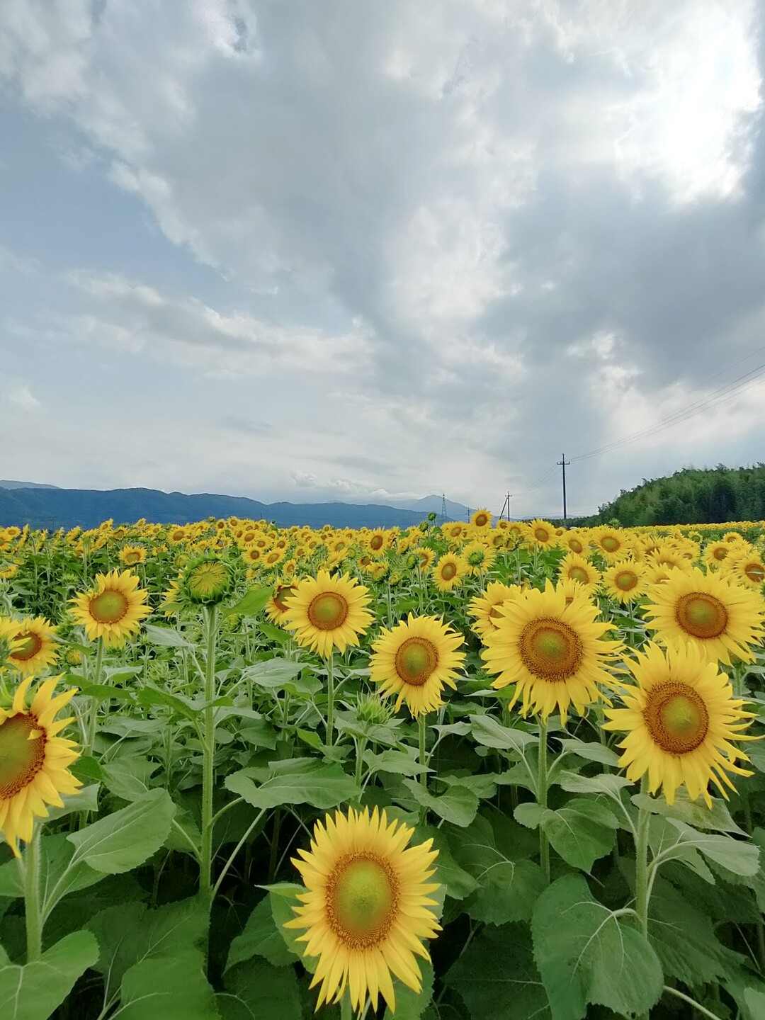 「善入寺島のひまわり」を見に行ってきまし... / bowsunさんのモーメント | YAMAP / ヤマップ