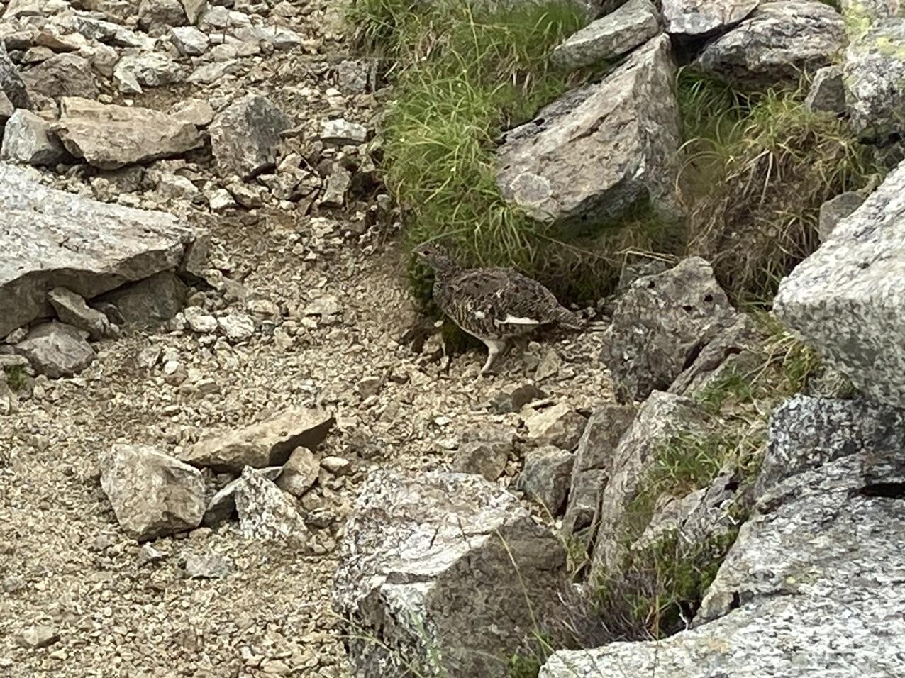 SAAのページ | YAMAP / ヤマップ