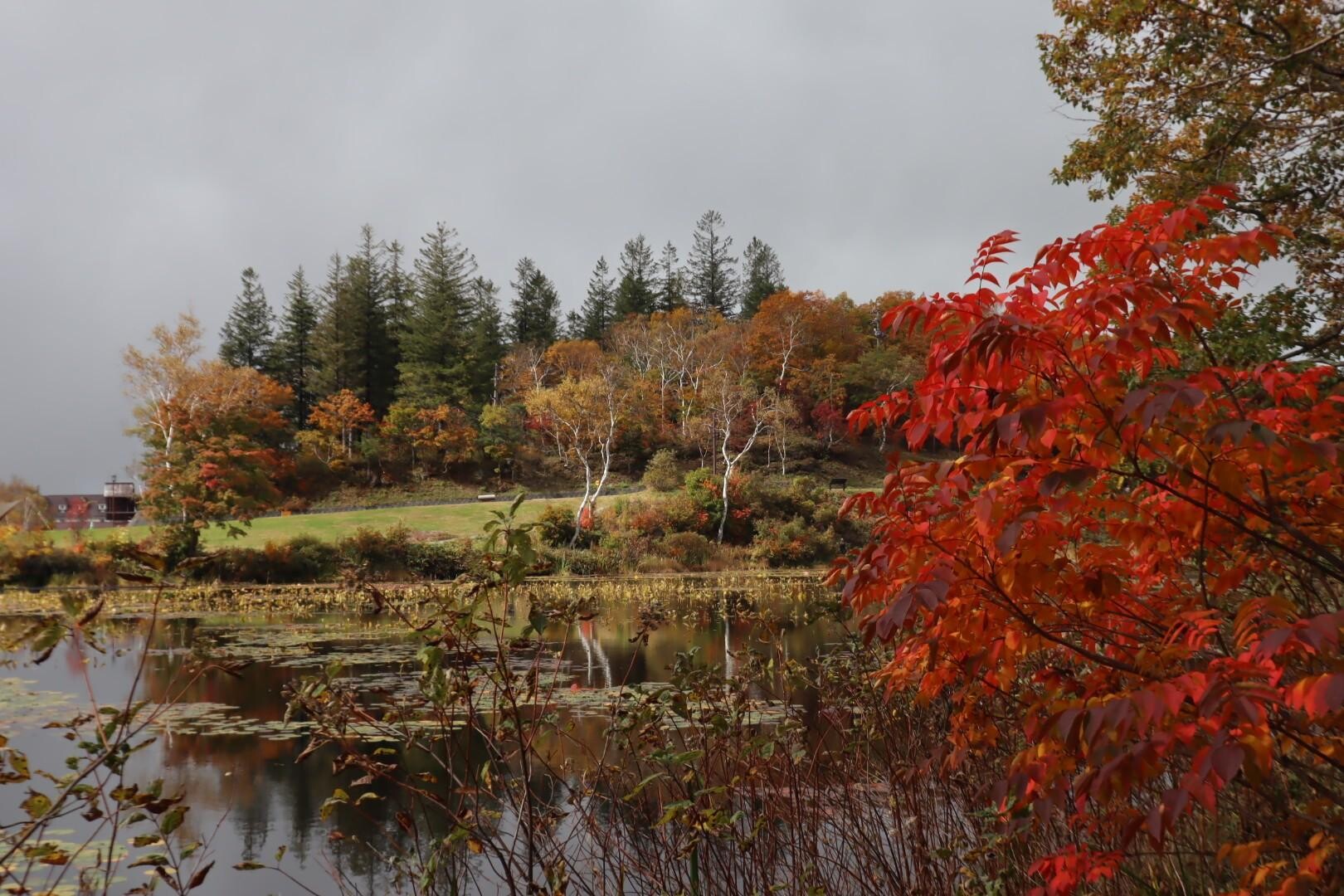 クラフトフェアと紅葉🍁in志賀高原 2024.10.20 / YUMI 🍄さんのウォーキングの活動データ | YAMAP / ヤマップ