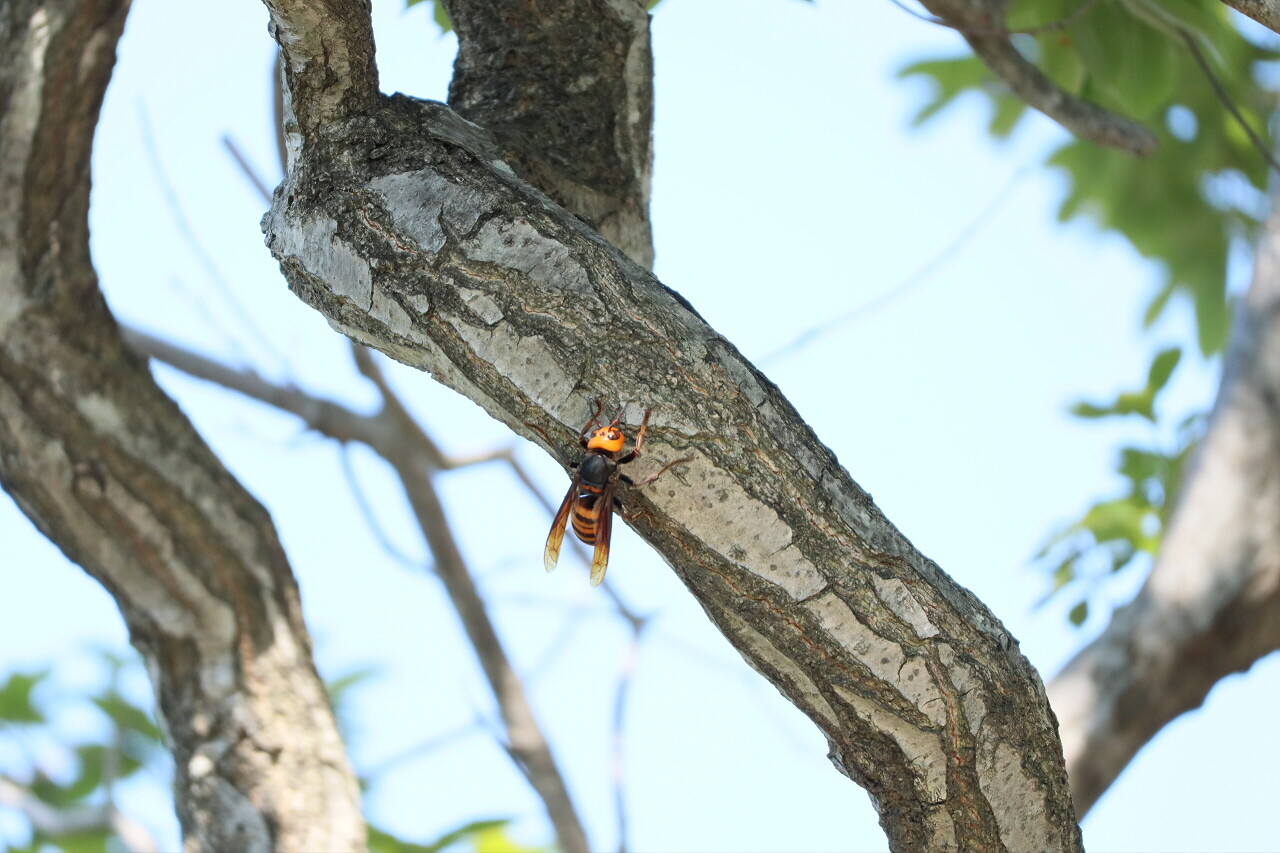 lavieさんの投稿したフィールドメモ | YAMAP / ヤマップ