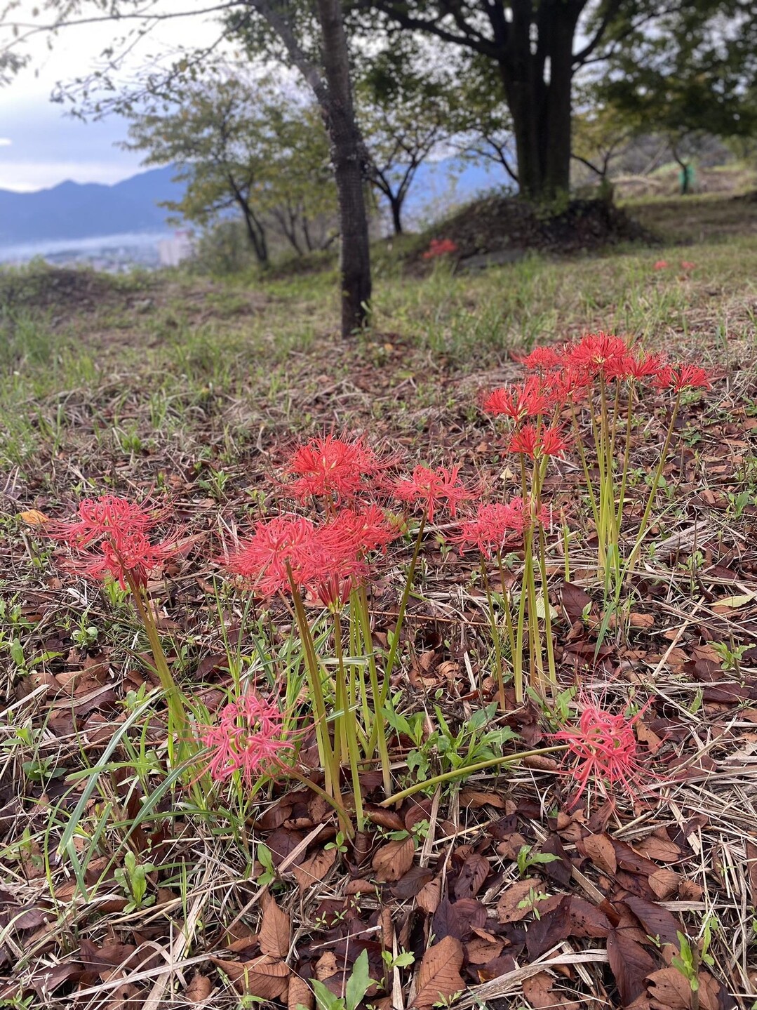 大蔵経寺山 / amuさんの要害山・兜山・大蔵経寺山の活動データ | YAMAP / ヤマップ