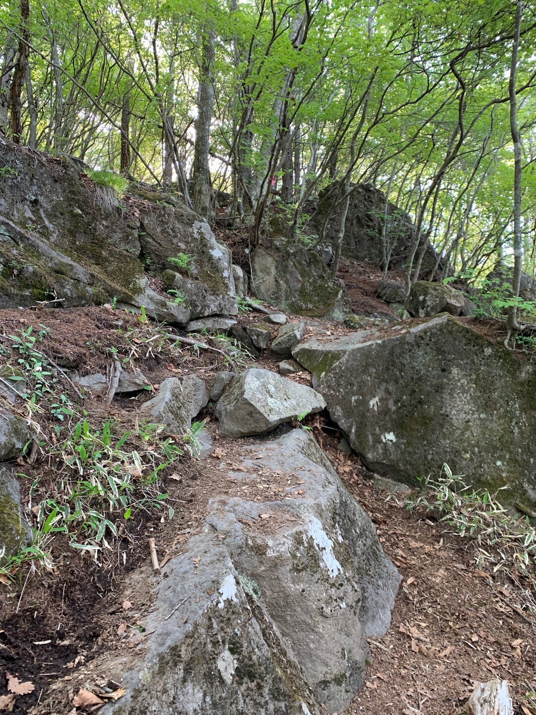 Pokiさんの投稿したフィールドメモ | YAMAP / ヤマップ