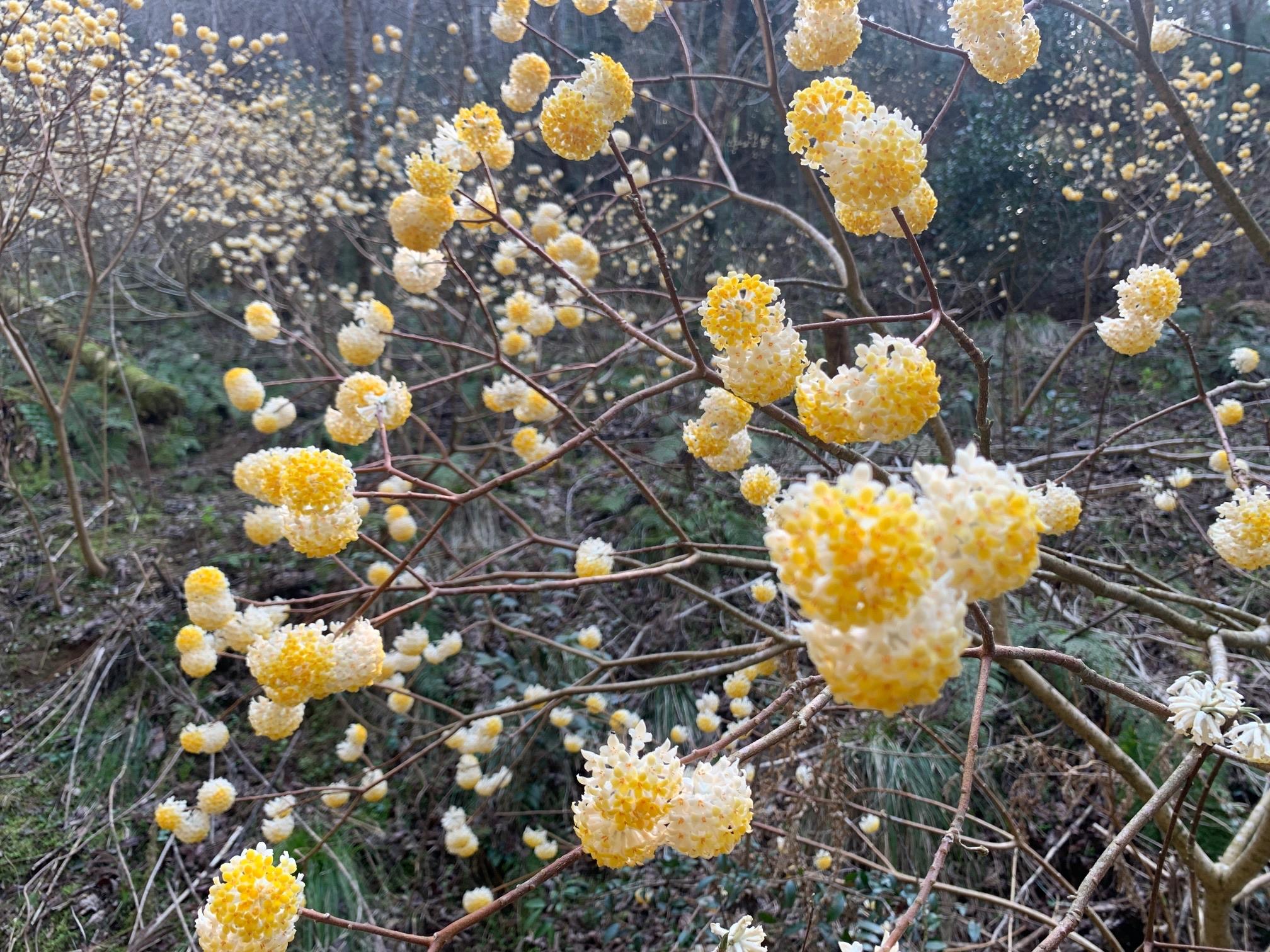 愛宕山狩りその1 / kaz-heroさんの愛宕山の活動データ | YAMAP / ヤマップ