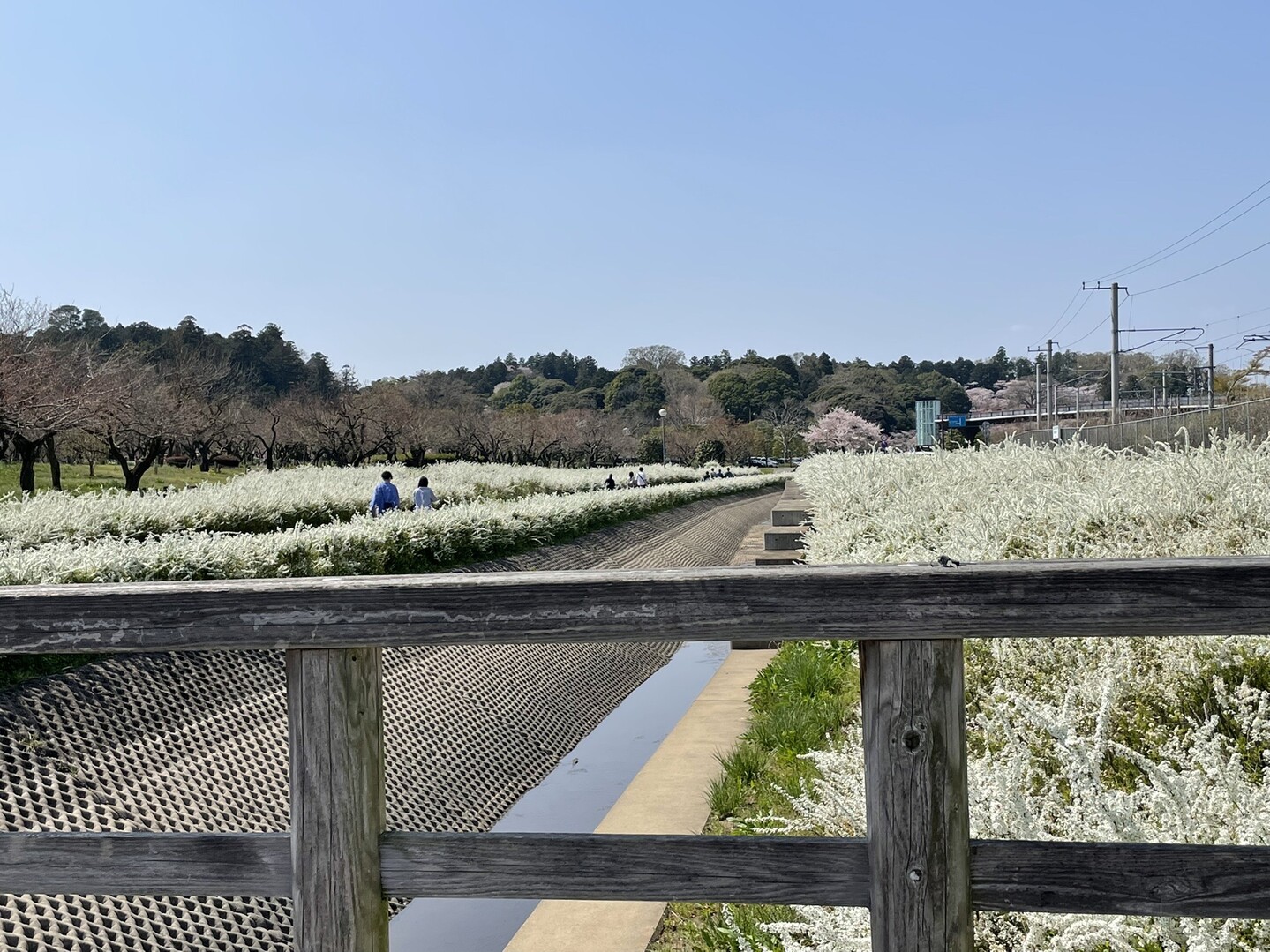 暑かった☀️ またまた千波湖に⛲️行って... / RUmama🍃さんのモーメント | YAMAP / ヤマップ