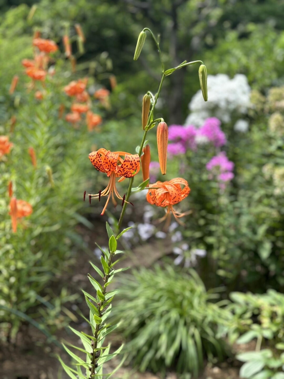 今日もウォーキング2周。雨が降りそうだと... / drankmonkeyさんのモーメント | YAMAP / ヤマップ