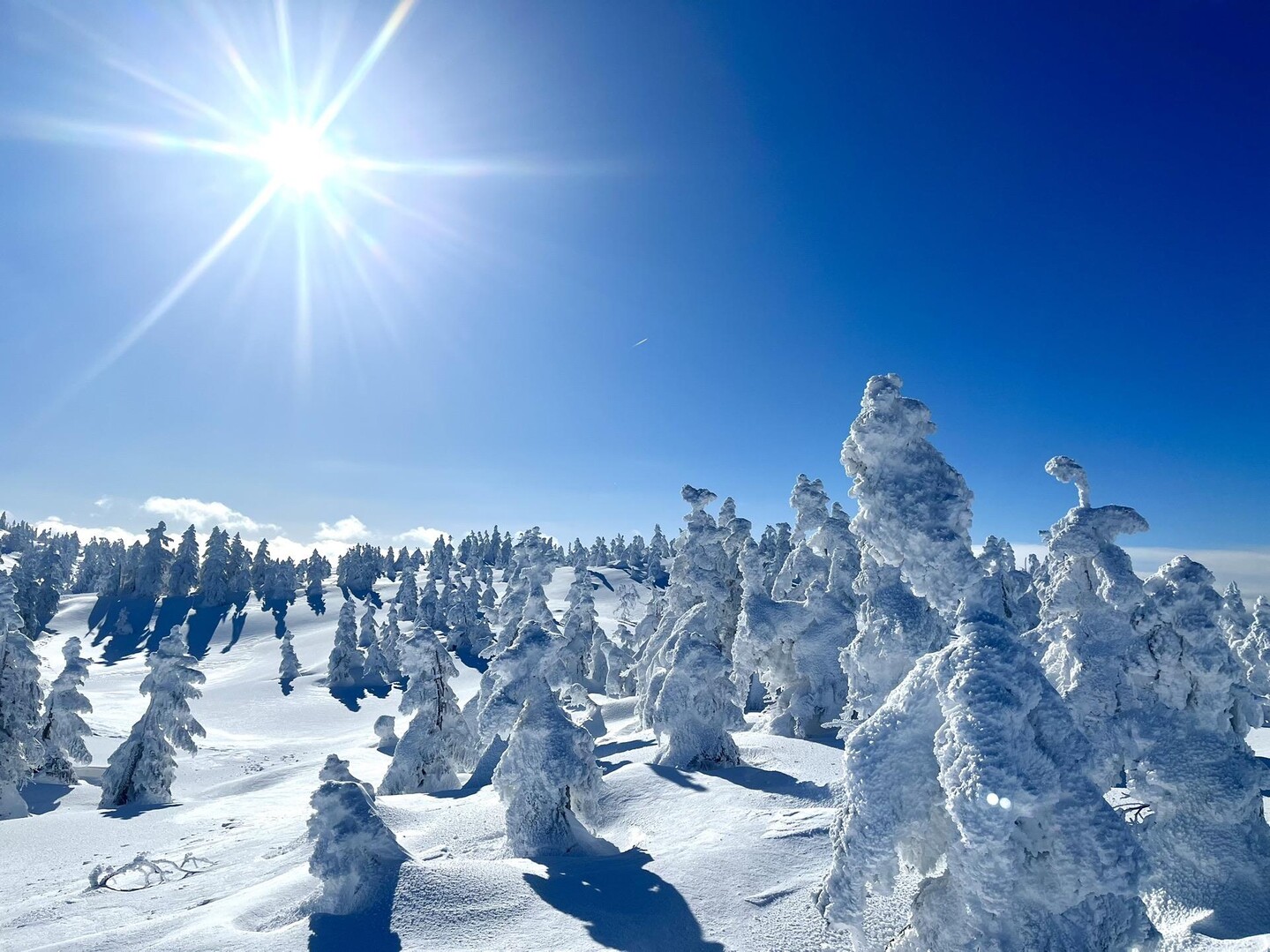 石森・森吉山 / fumさんの森吉山の活動データ | YAMAP / ヤマップ