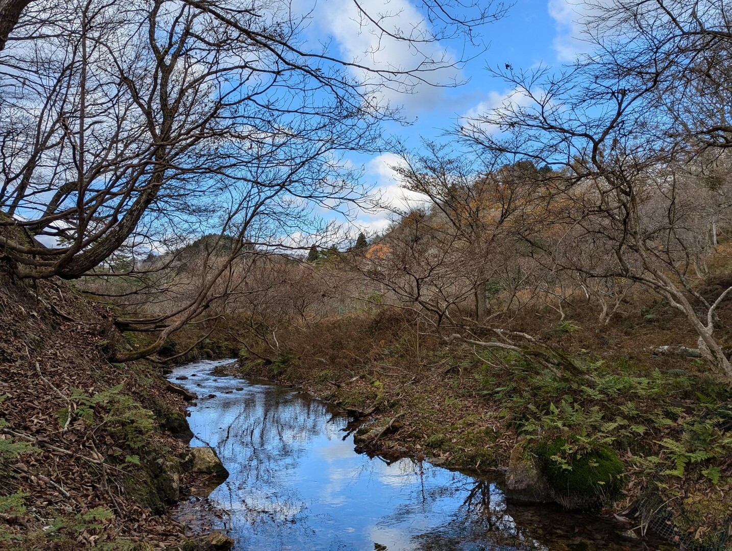 鎌倉山（滋賀・京都） / MOMOさんの京北トレイル（黒尾山・天童山）の活動データ | YAMAP / ヤマップ