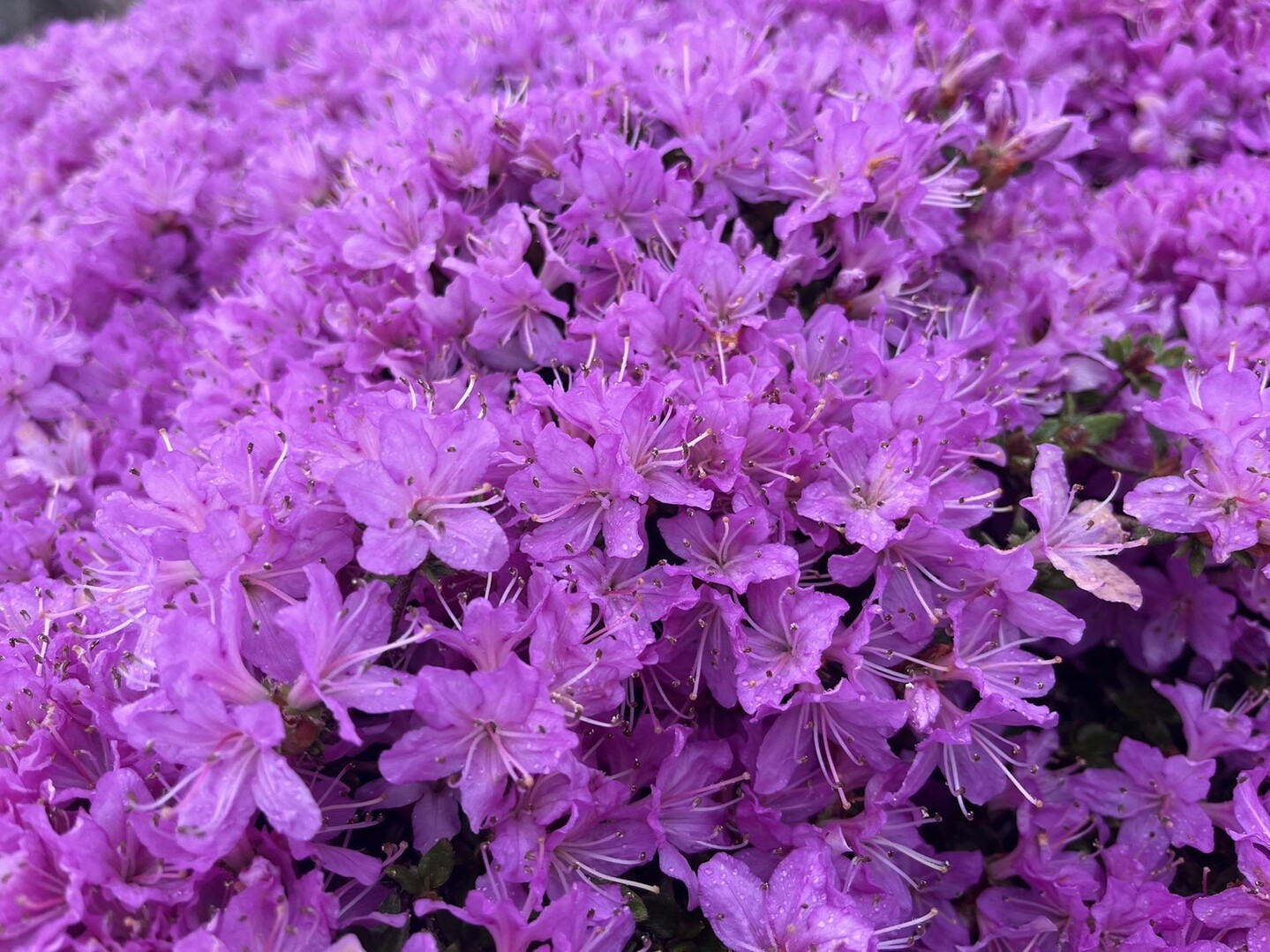 ももいろのくじゅうにのぼろ。 / yuka♡*。さんの九重山（久住山）・大船山・星生山の活動データ | YAMAP / ヤマップ