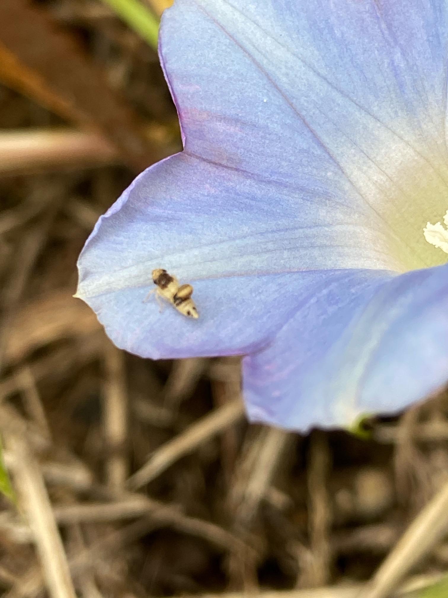 吾妻山 / goqooさんの観光の活動データ | YAMAP / ヤマップ