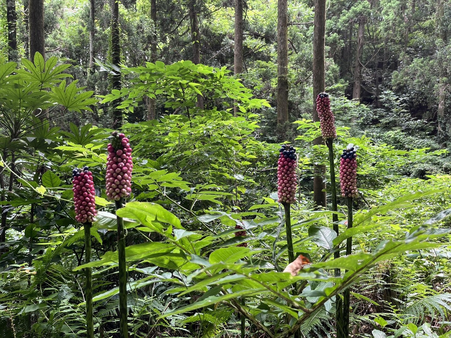 白山 山頂へはまた今度👋 / otamaさんの刀剣山の活動日記 | YAMAP / ヤマップ