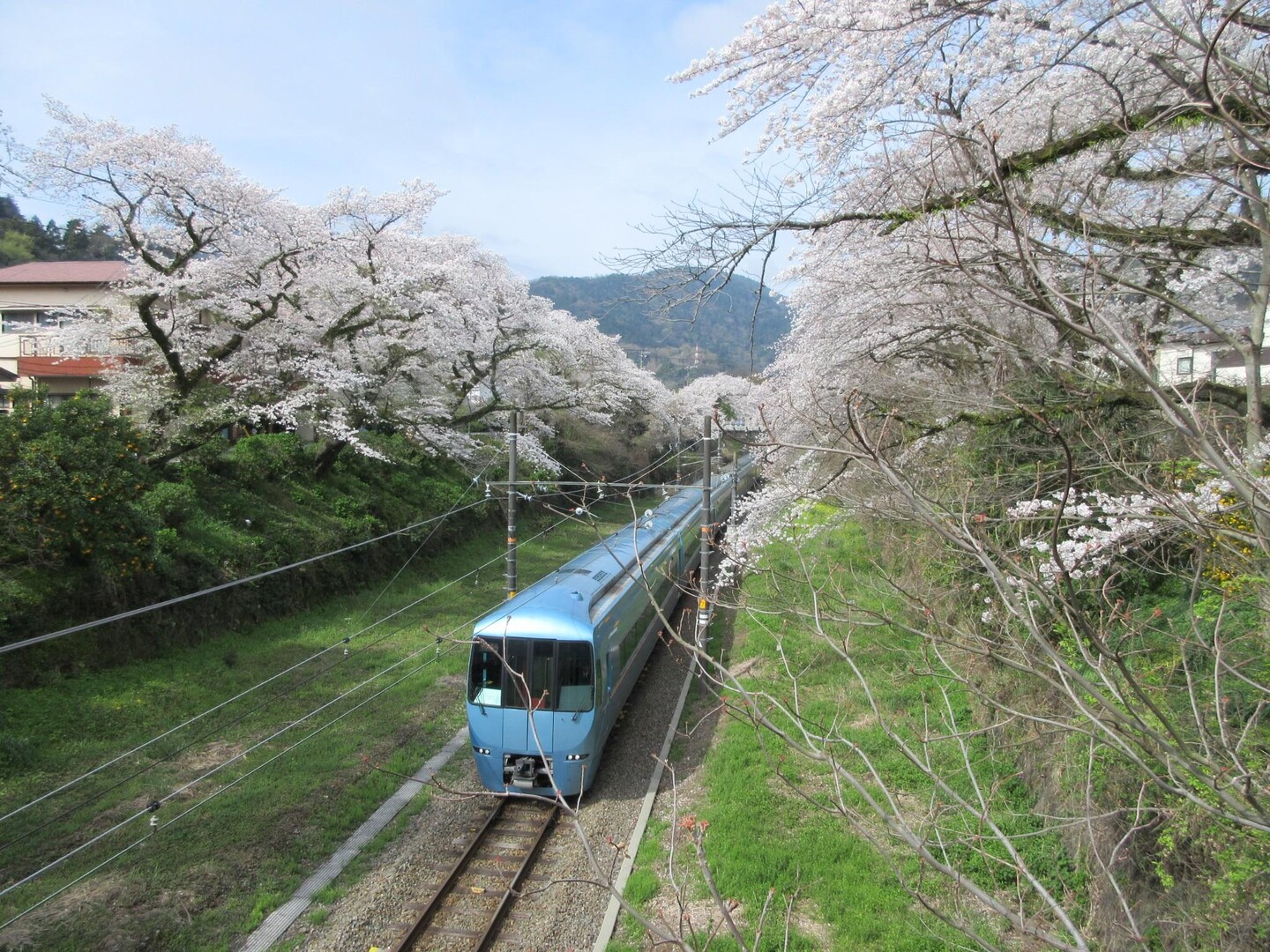 さくら巡り 山北 2024-04-07 / kuma3016さんの高松山・大野山の活動データ | YAMAP / ヤマップ